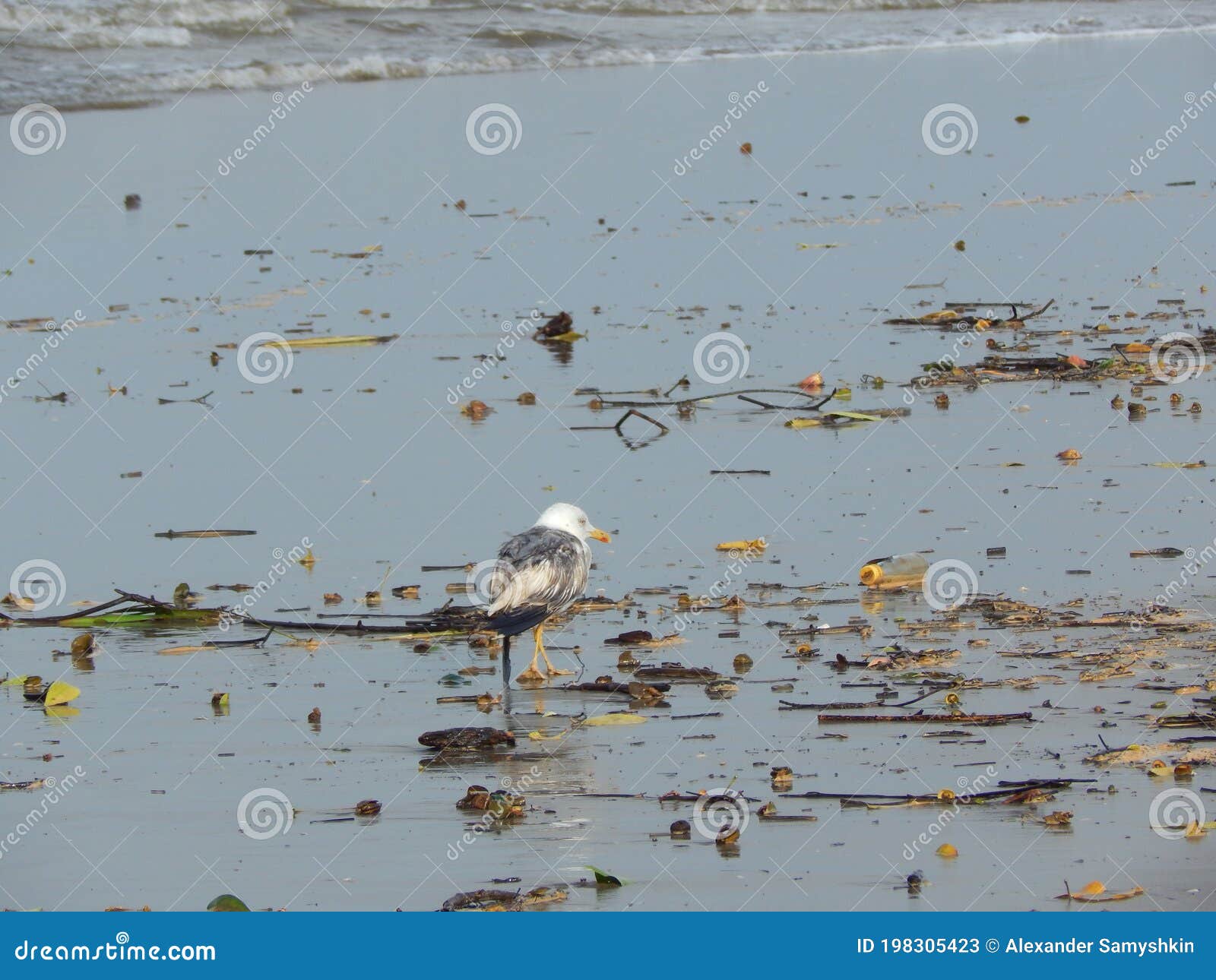 Seagull With Wounded Wing Stock Image | CartoonDealer.com #77529775