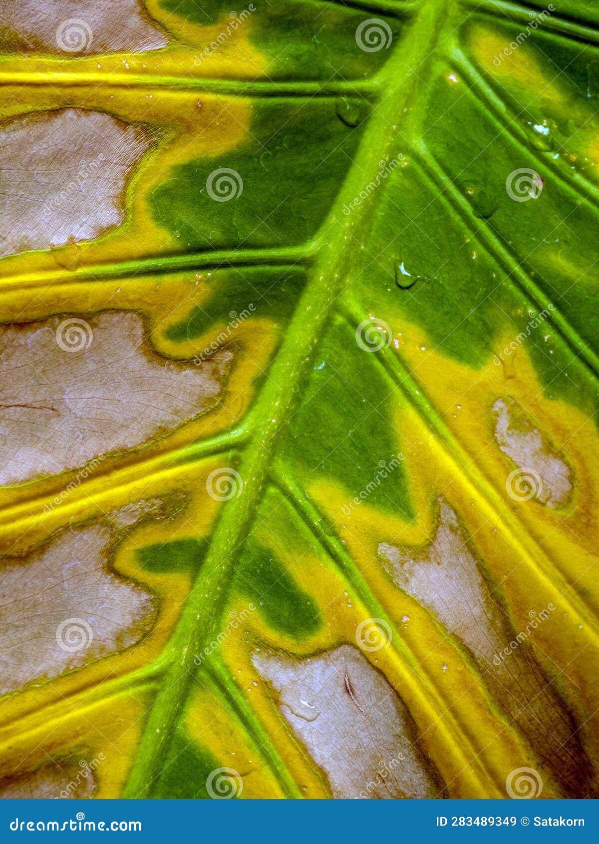 The Wounded Surface of a Withering Alocasia Leaf Stock Image - Image of ...