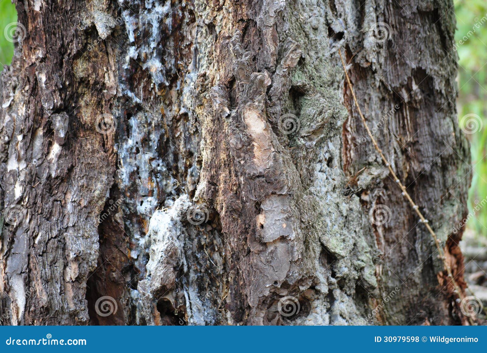 Wounded tree stock photo. Image of lesional, wood, rind - 30979598