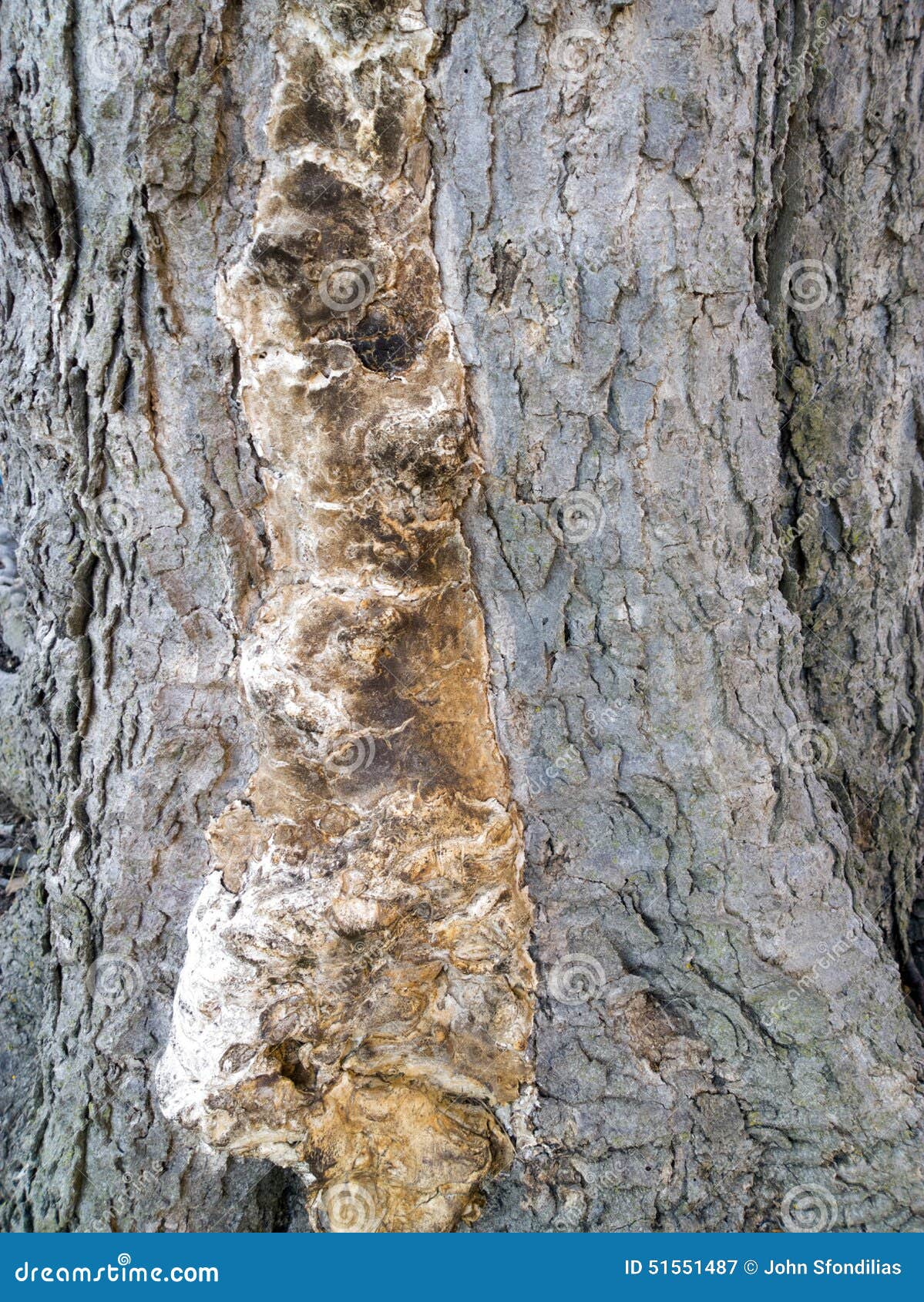 Wounded Tree stock image. Image of spore, fungal, tree - 51551487