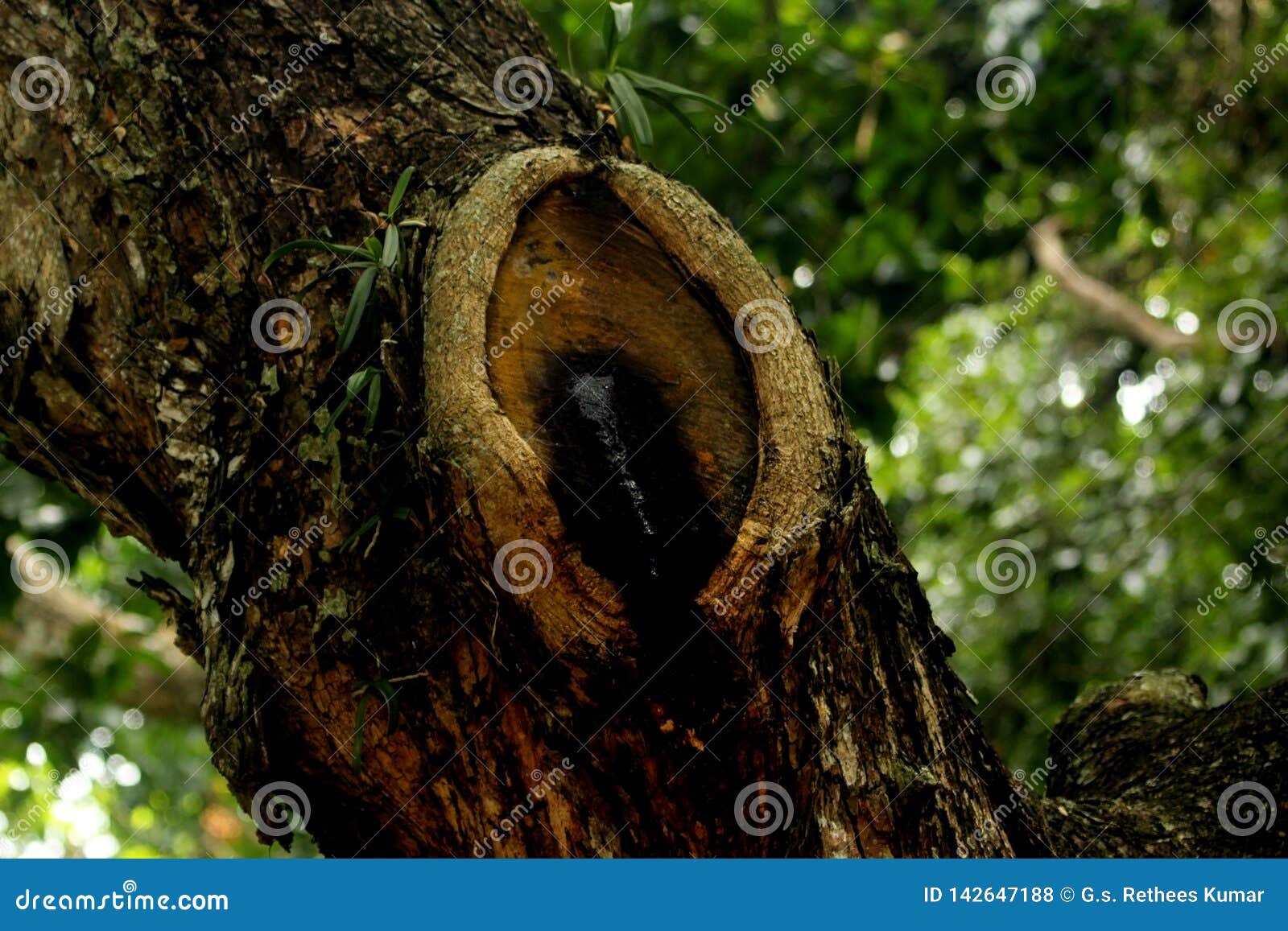Cry of Nature - Wounded Tree Stem Stock Photo - Image of stem, tree ...