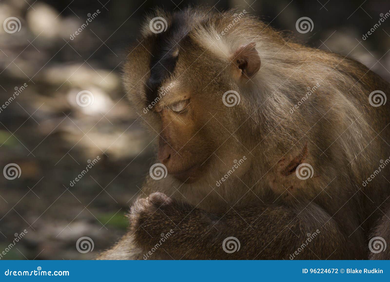 Wounded warrior stock photo. Image of head, peace, animals - 96224672