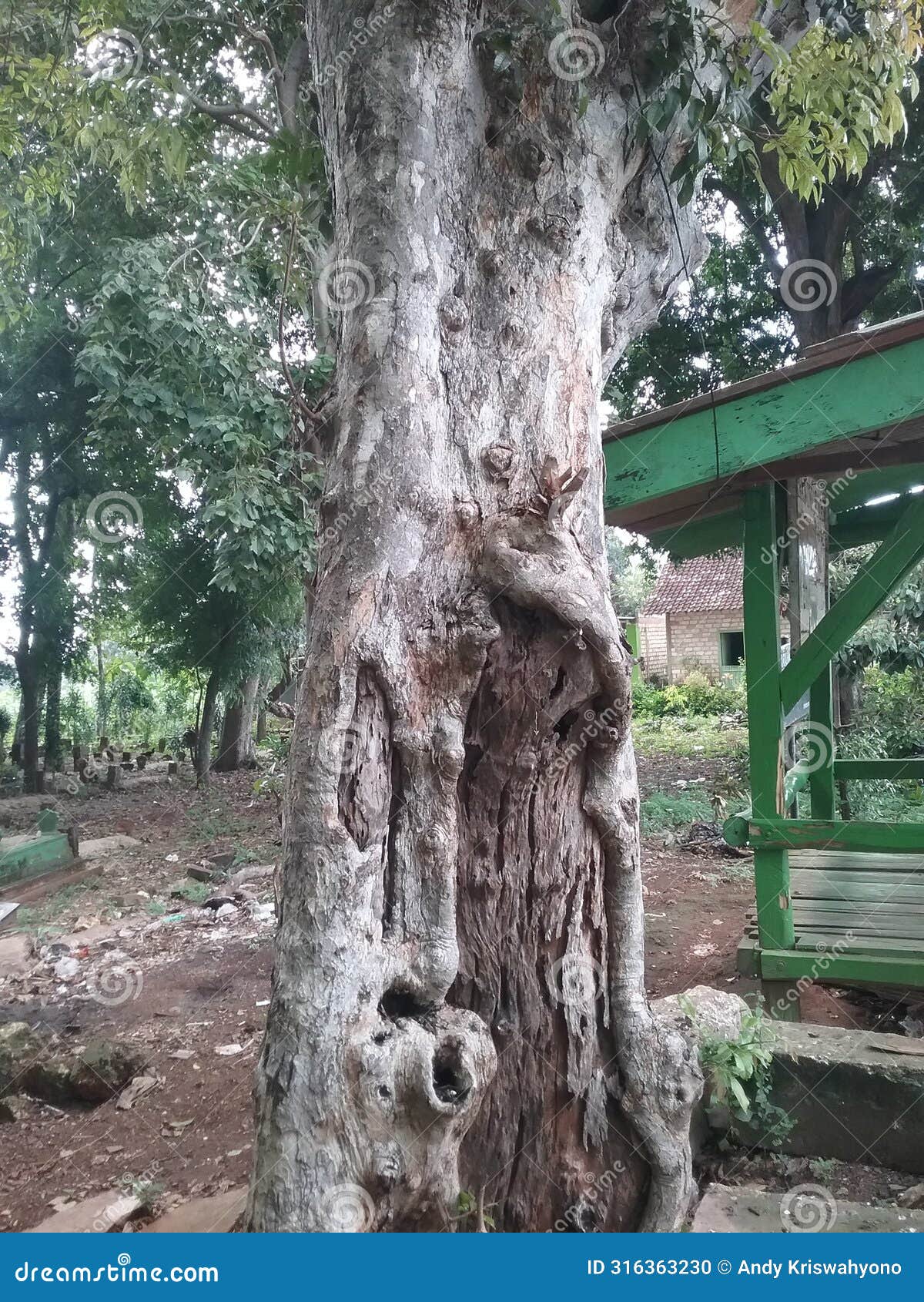 Wounds on the Trenggulun Tree Which Makes the Tree Trunk Hollow. Stock ...