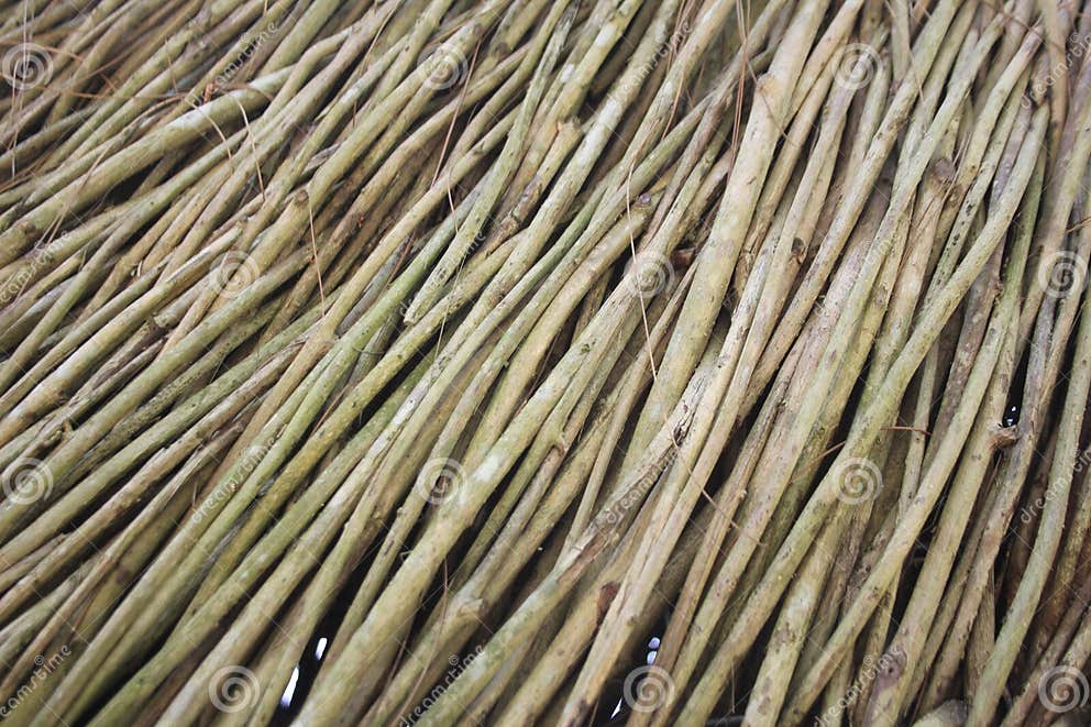 Woven dry plant roots stock photo. Image of plant, produce - 319334254