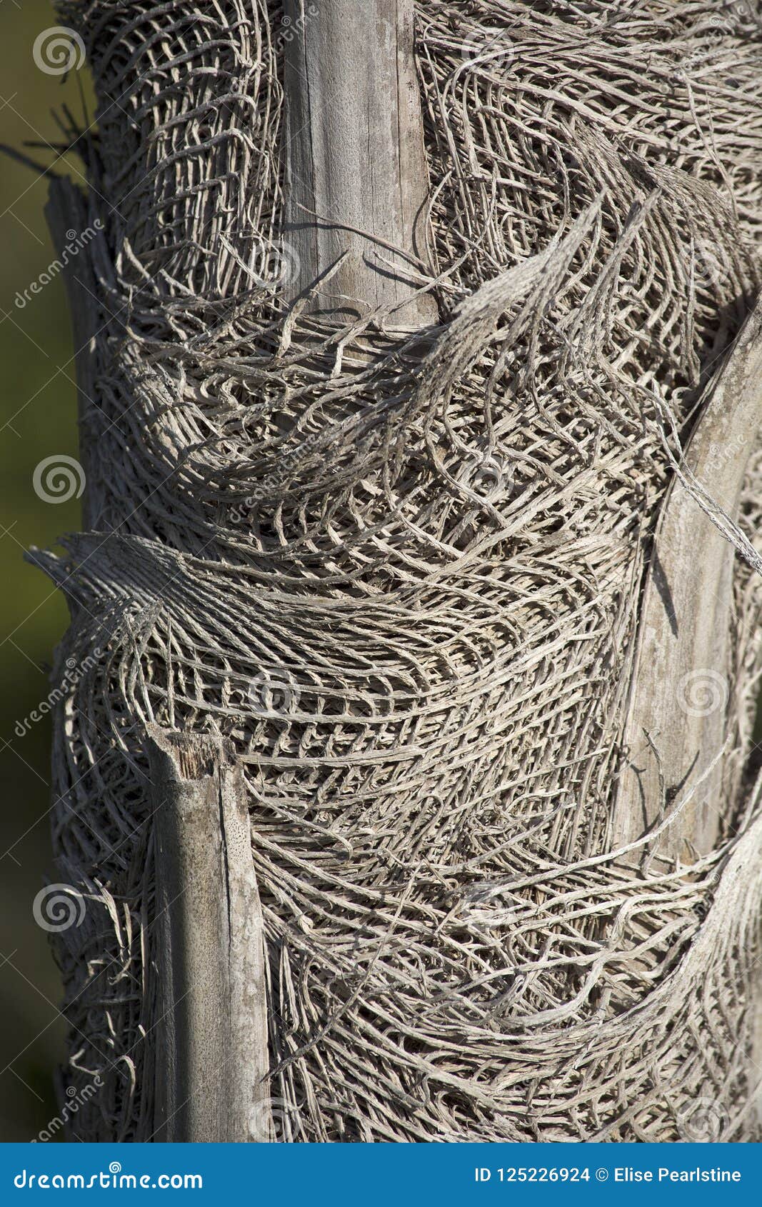 Woven Fronds Create Texture Around the Trunk of a Tropical Palm Tree ...