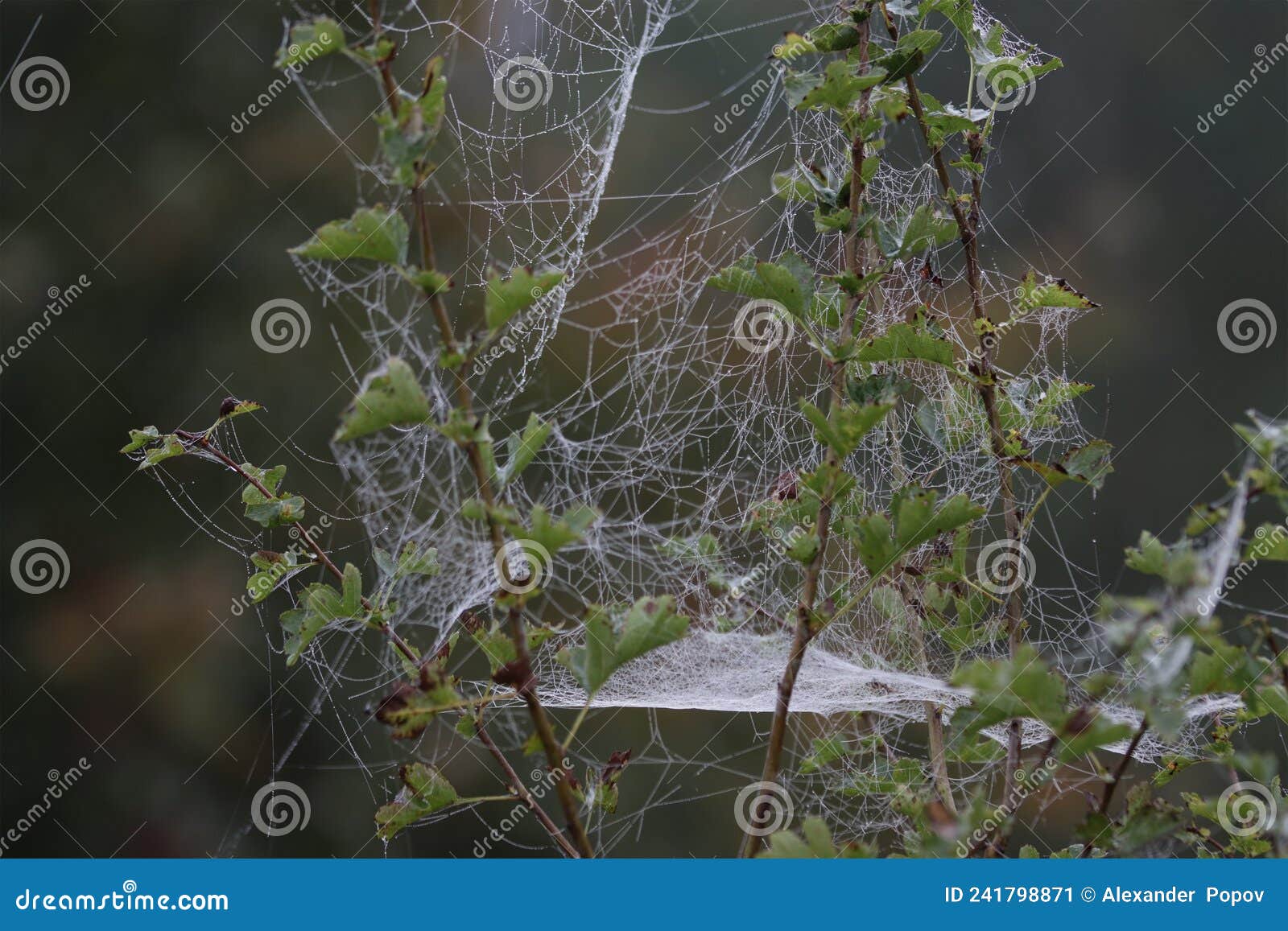 Woven Insect Web on the Bushes Stock Image - Image of flora, fauna ...