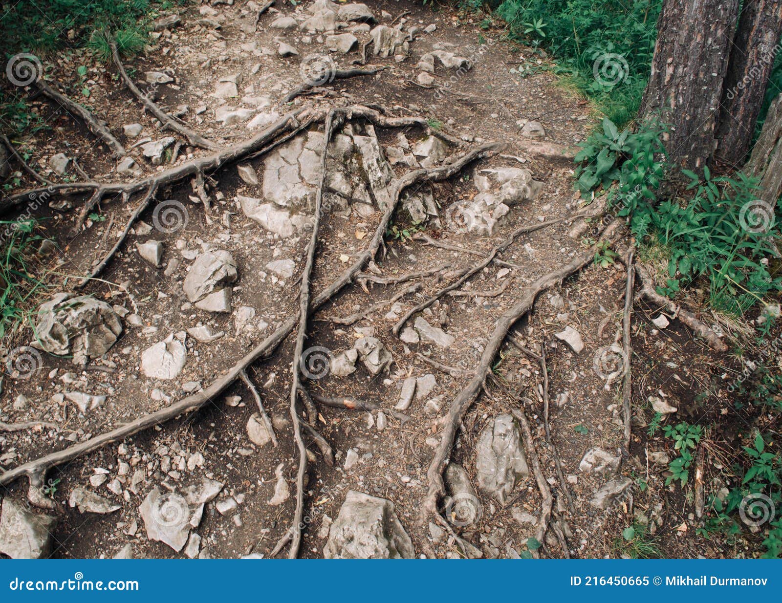 The Woven Roots of the Tree Come Out of the Ground Stock Image - Image ...