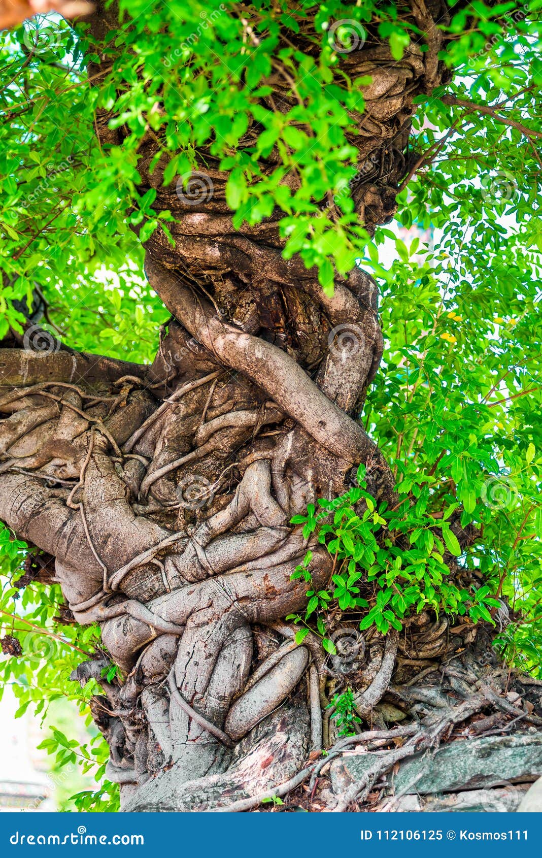 Woven Tree Trunks Unusual Tree Tropical Stock Image - Image of jungle ...