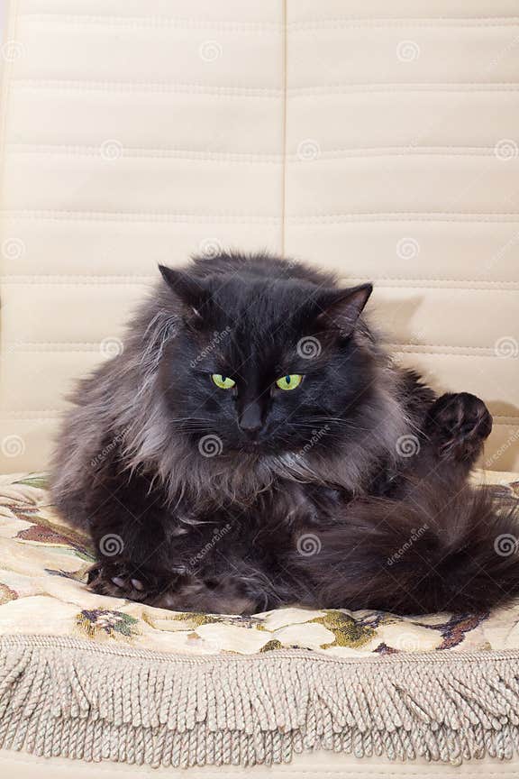 Wow Cat stock photo. Image of animal, mammal, hair, armchair - 18318798