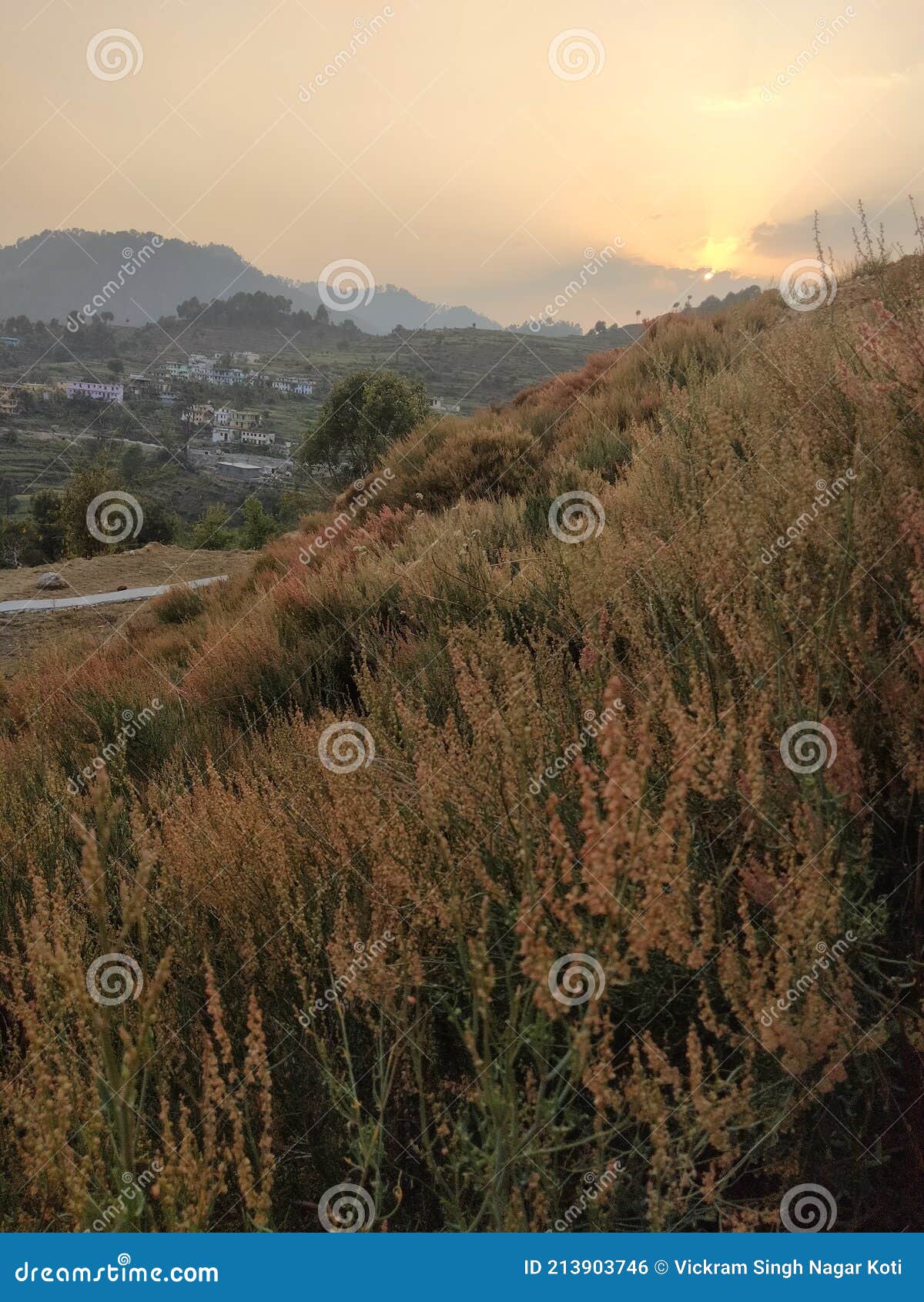 Wow Green Nature..wild Greenery...ðŸŒžðŸ¦ ðŸ’šðŸ’š Stock Photo - Image ...