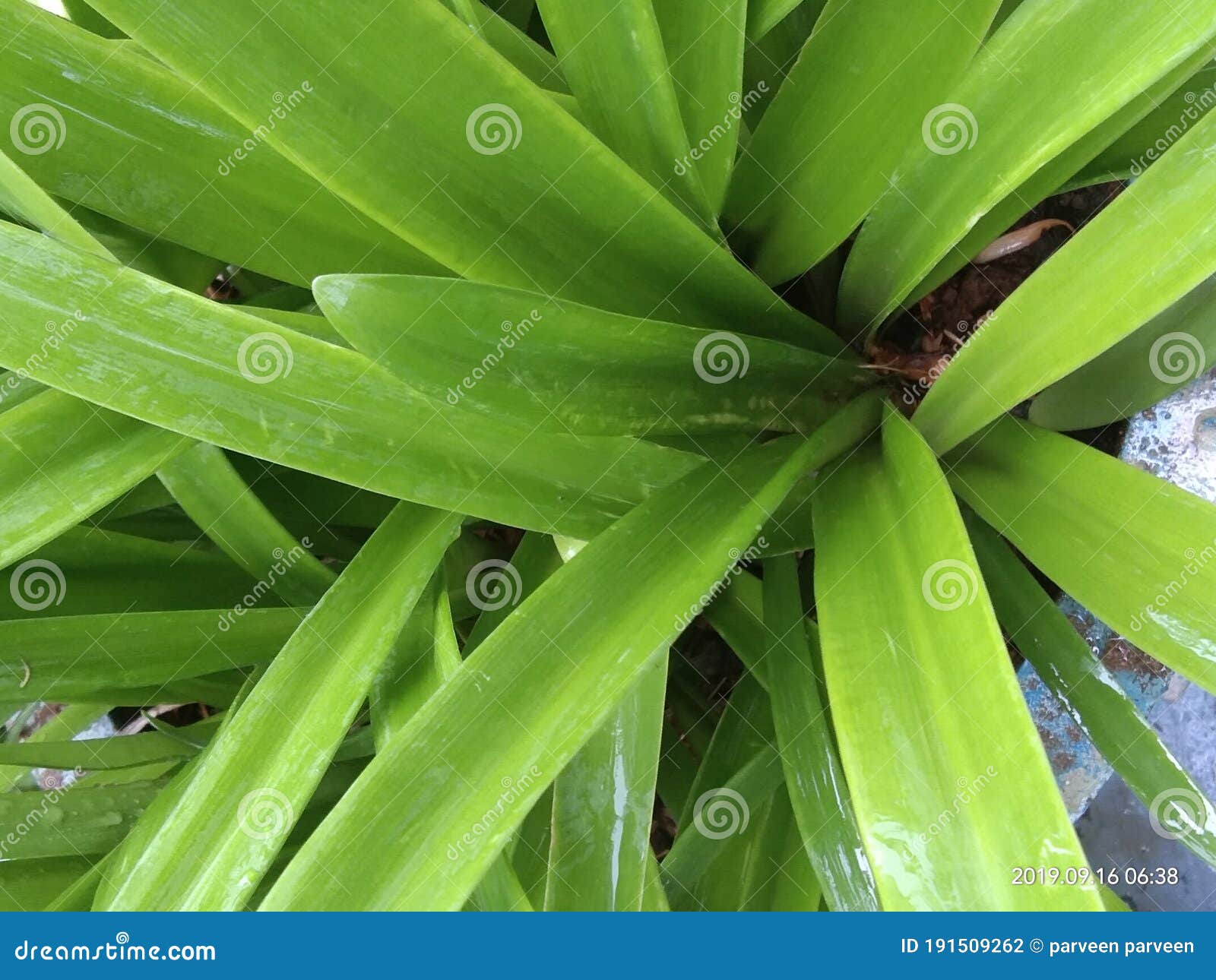 Attractive Green Lilly Leaves Stock Photo - Image of attractive, leaves ...