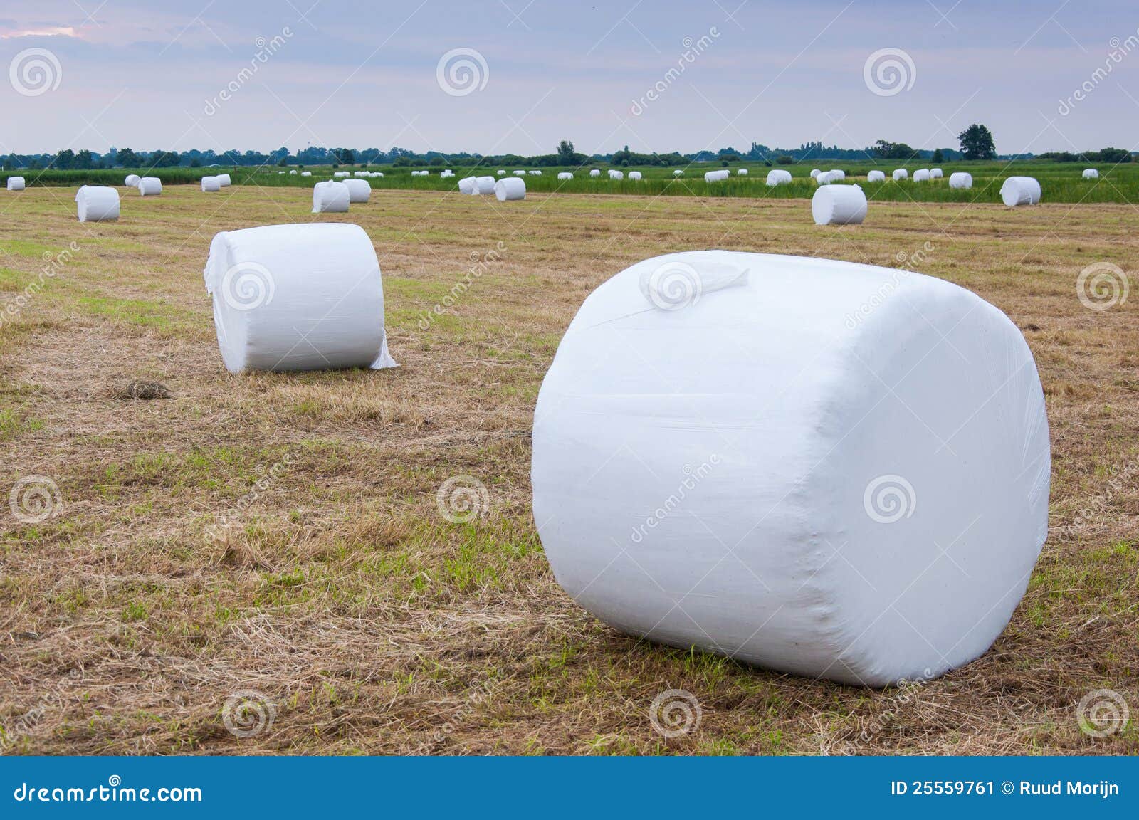 Wrapped Bales of Hay in a Dutch Meadow Stock Image - Image of ...
