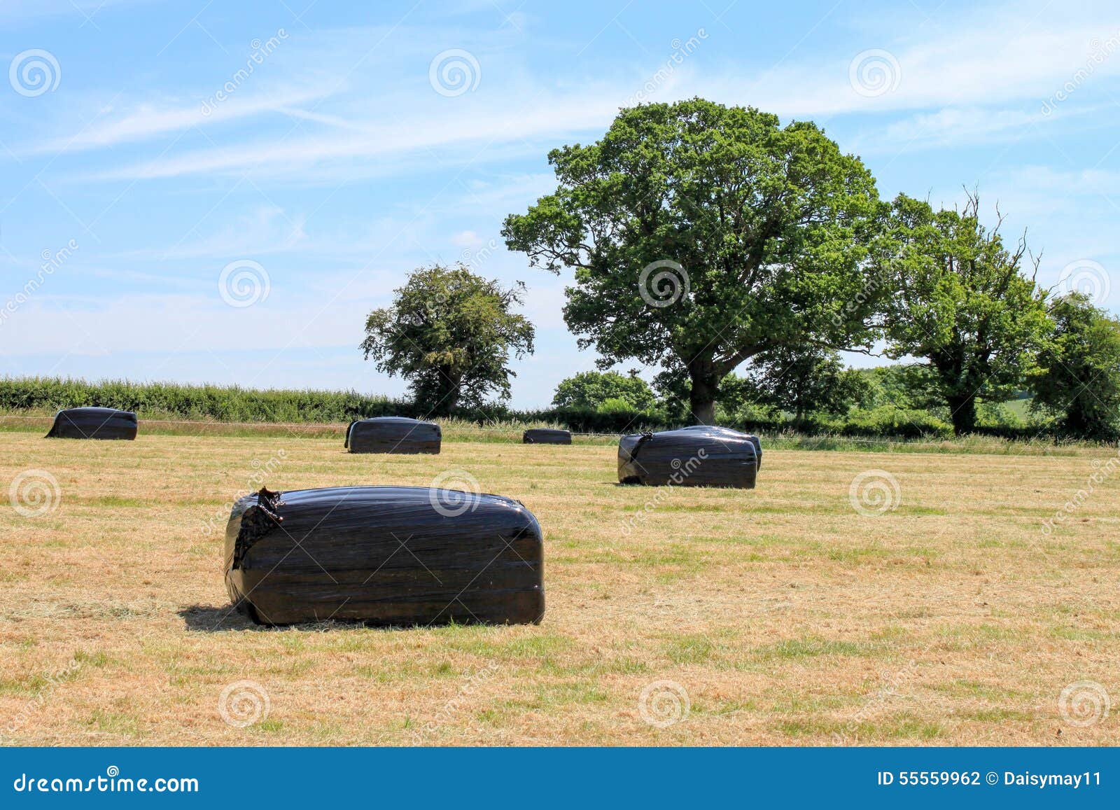 Wrapped hay bales stock photo. Image of bales, modern - 55559962