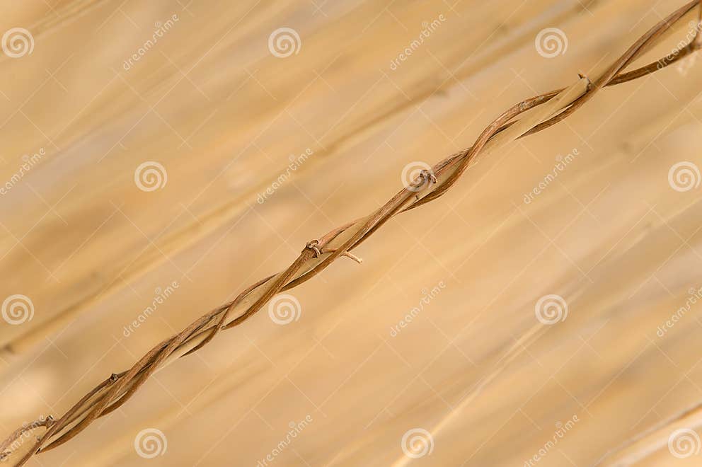 Wrapped reed stock image. Image of nature, wire, solitude - 24422359