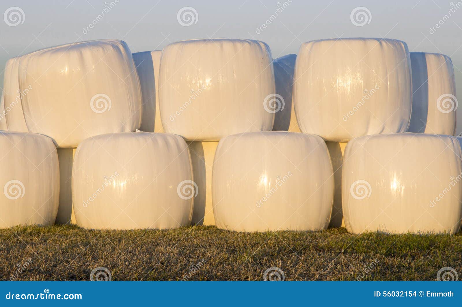 Wrapped Silage Bales stock photo. Image of farm, fodder - 56032154