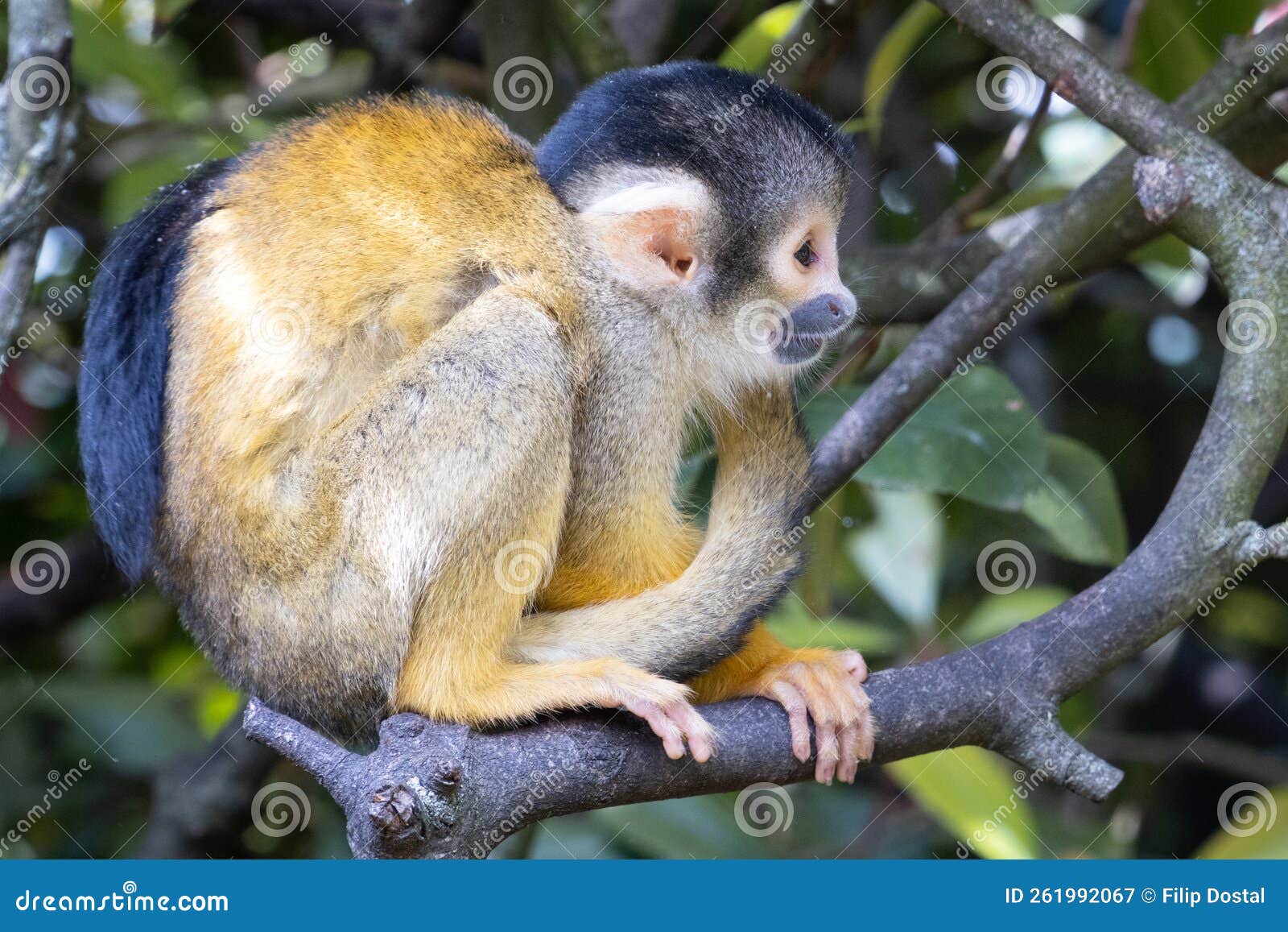 Wrapped Tail of Squirrel Monkey Stock Image - Image of tree, wiev ...