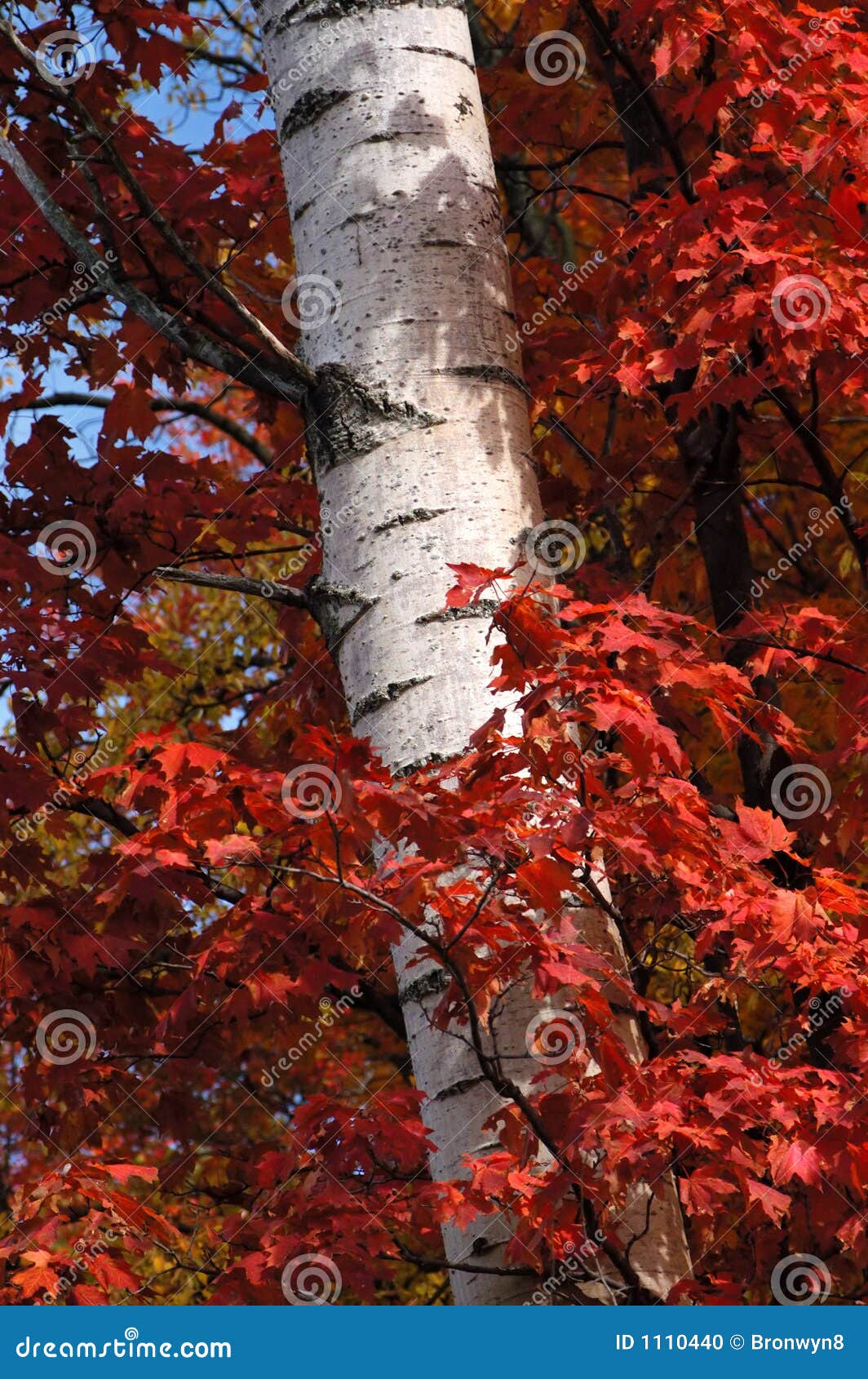 Wrapped Tree stock photo. Image of competition, togetherness - 1110440
