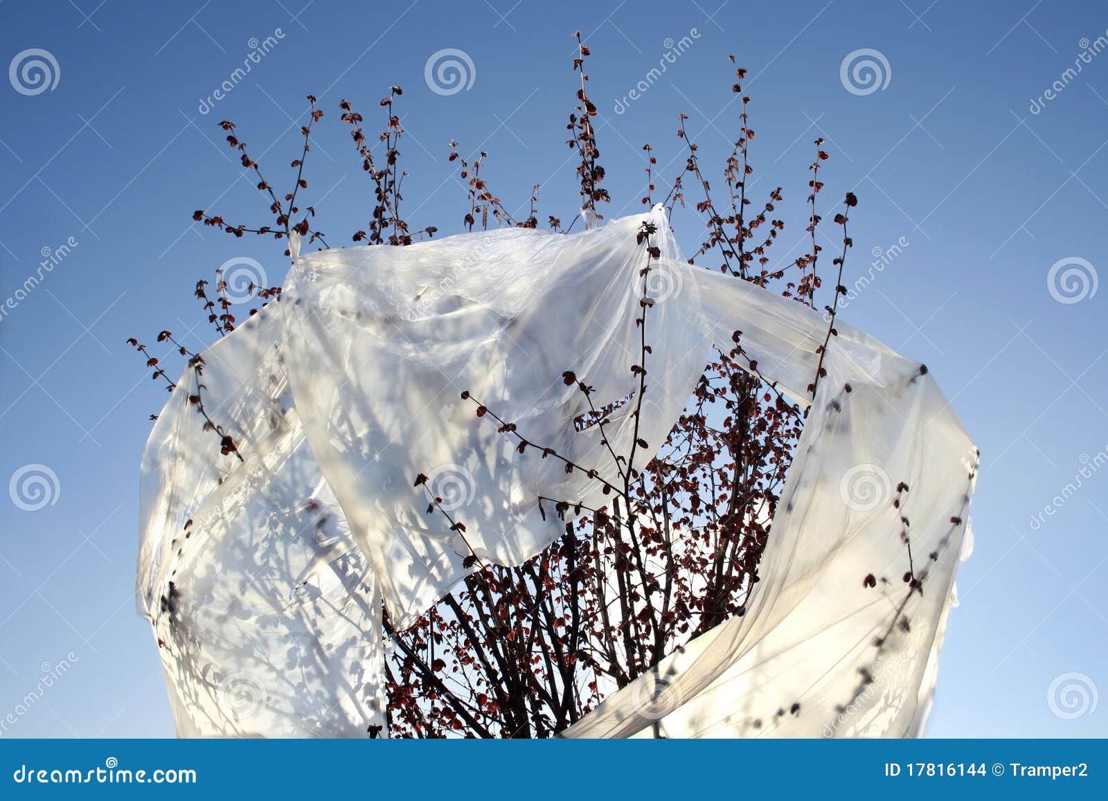 Wrapped tree stock photo. Image of spring, frost, horizontal - 17816144