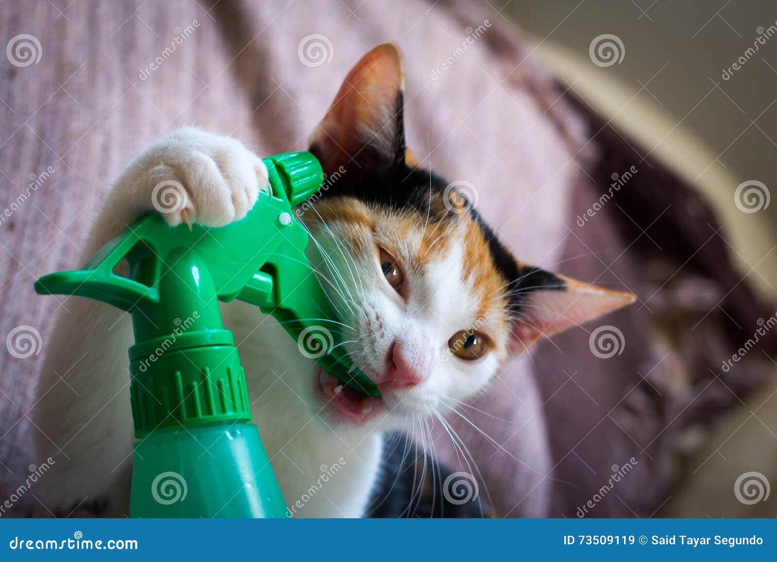 673 Biting Object Stock Photos - Free & Royalty-Free Stock Photos from ...