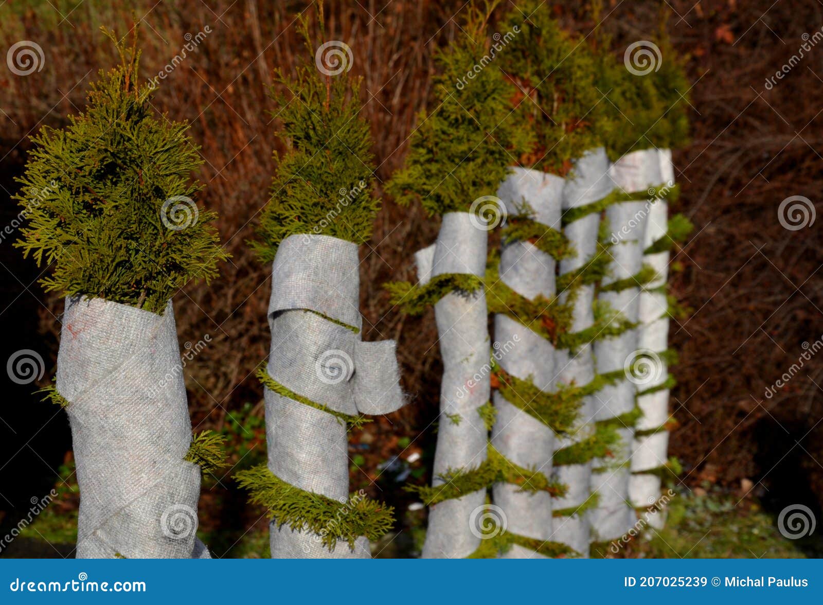 By Wrapping and Tying Conifers, the Twigs Will Be Protected from Heavy ...