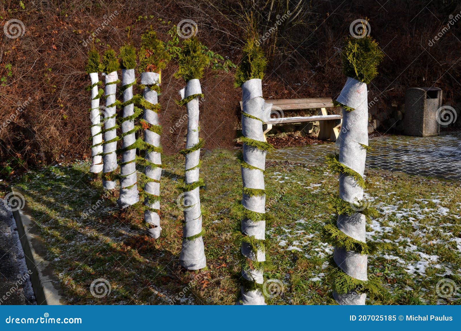 By Wrapping and Tying Conifers, the Twigs Will Be Protected from Heavy ...