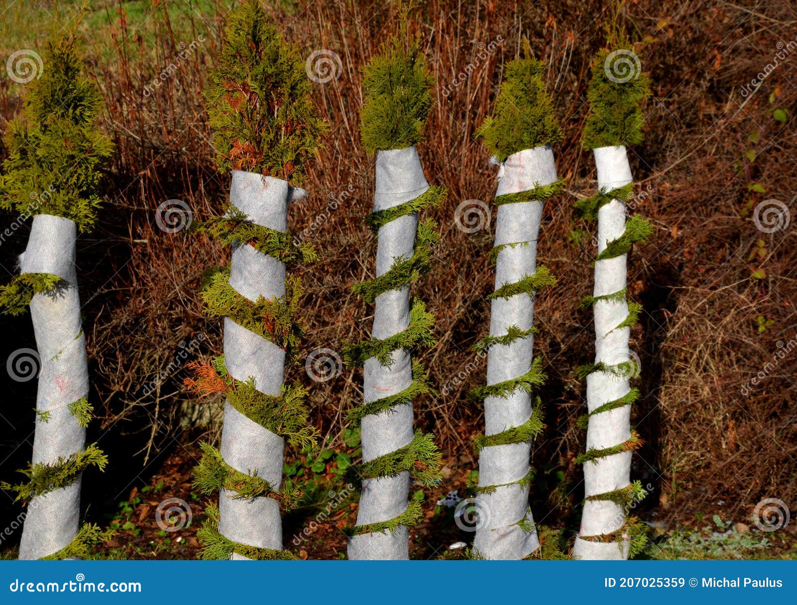 By Wrapping and Tying Conifers, the Twigs Will Be Protected from Heavy ...