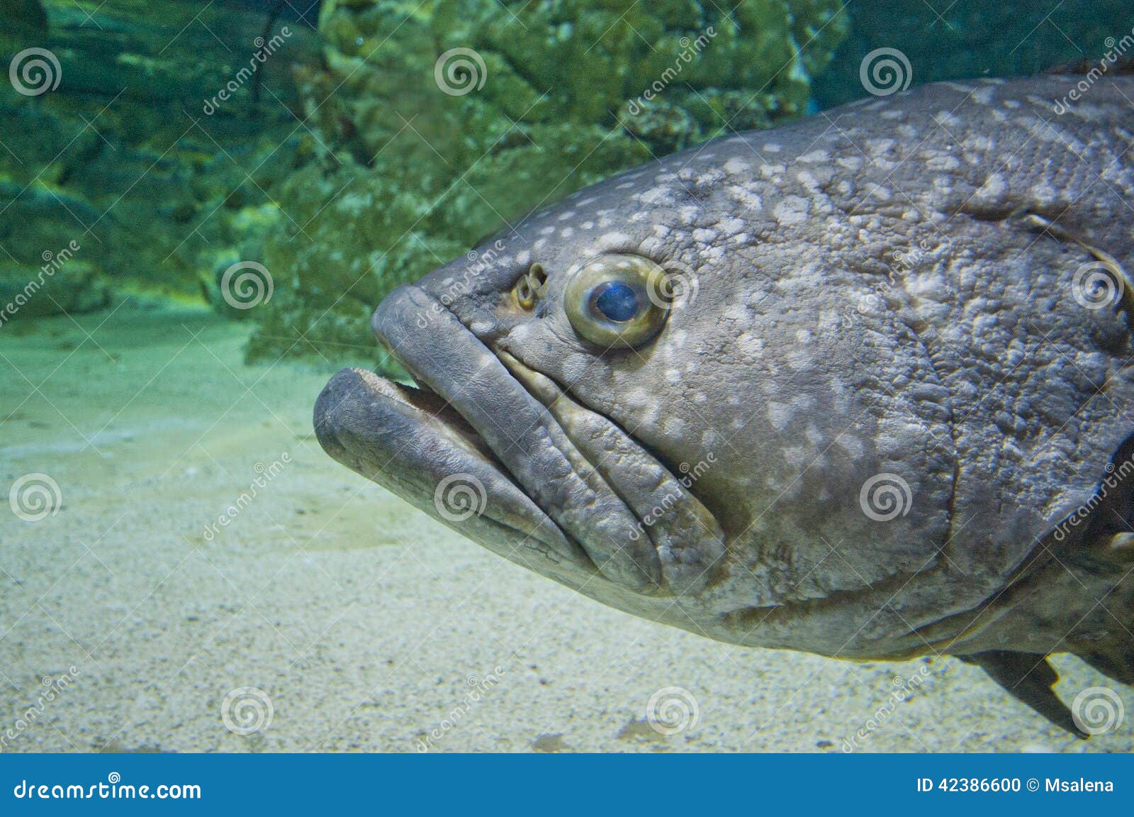 Wrass in Aquarium stock photo. Image of green, swim, ecosystem - 42386600