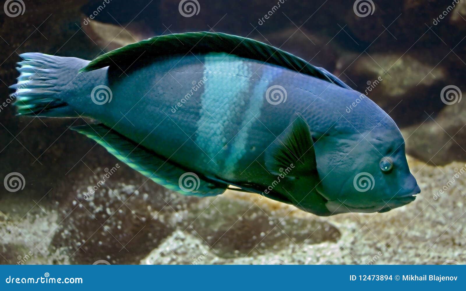 Wrasse 3 foto de archivo. Imagen de arena, salado, animal - 12473894