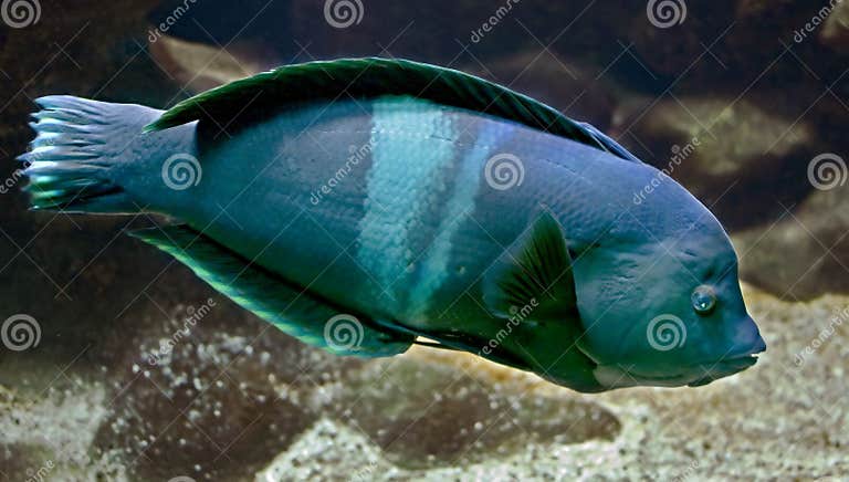 Wrasse 3 stock photo. Image of ocean, nice, scales, aquarium - 12473894