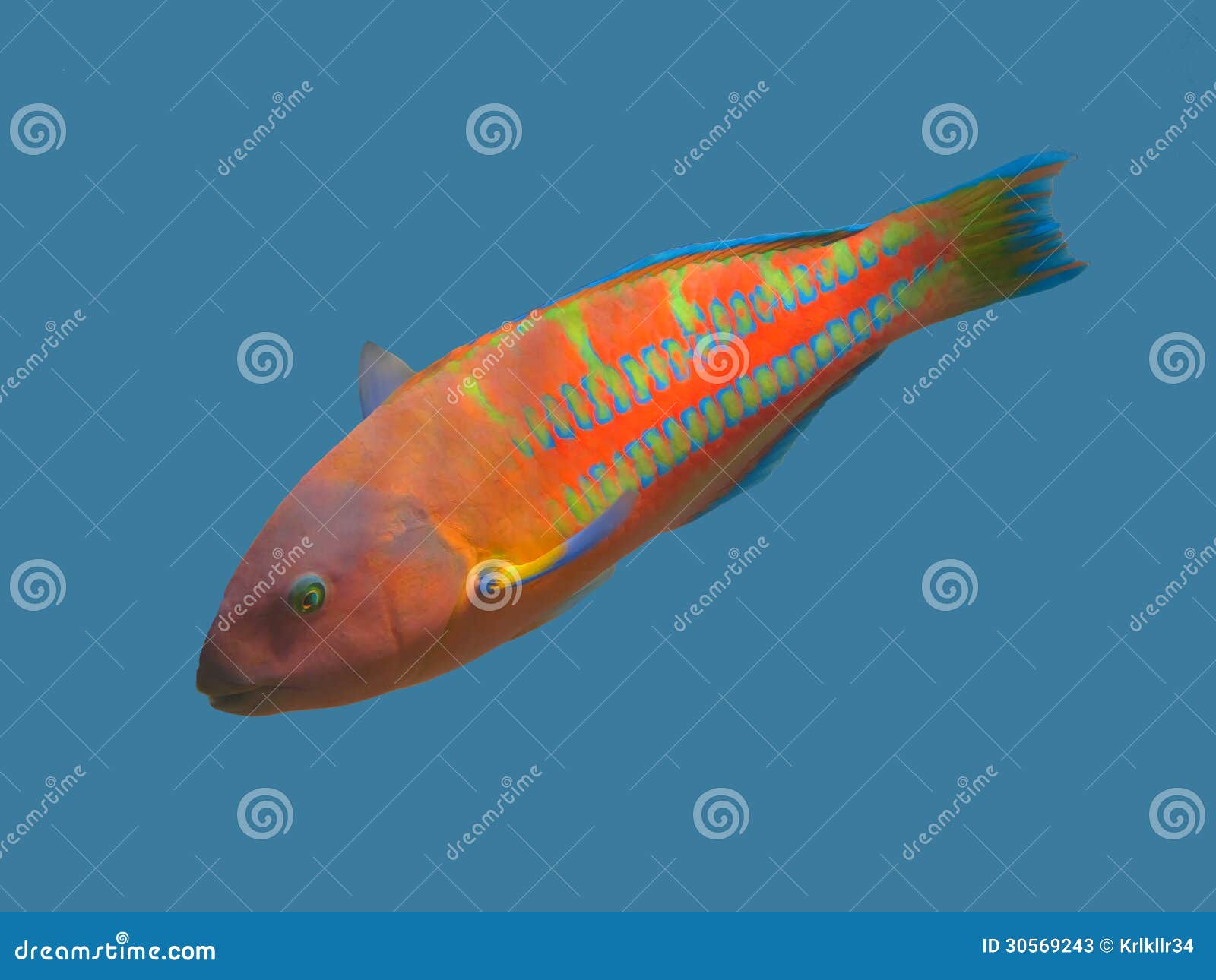 Wrasse do Natal ('awela) imagem de stock. Imagem de peixes - 30569243