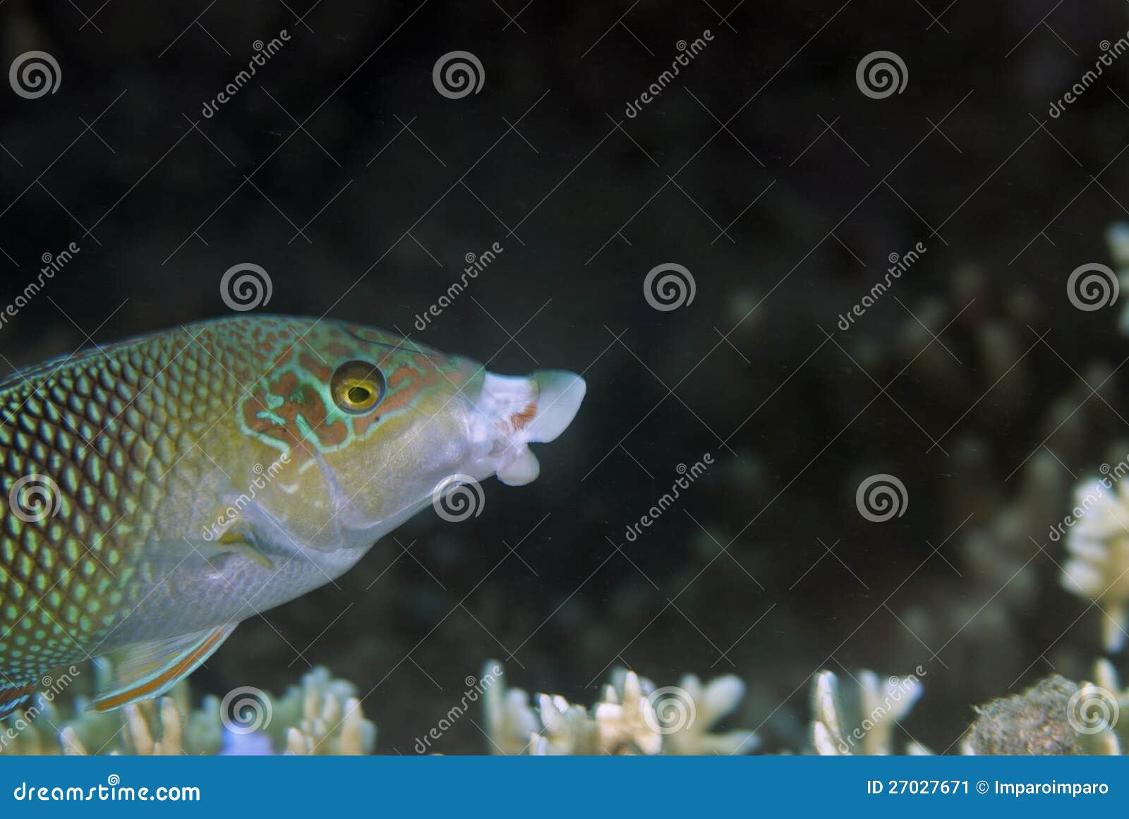 Wrasse extending the lips stock image. Image of great - 27027671