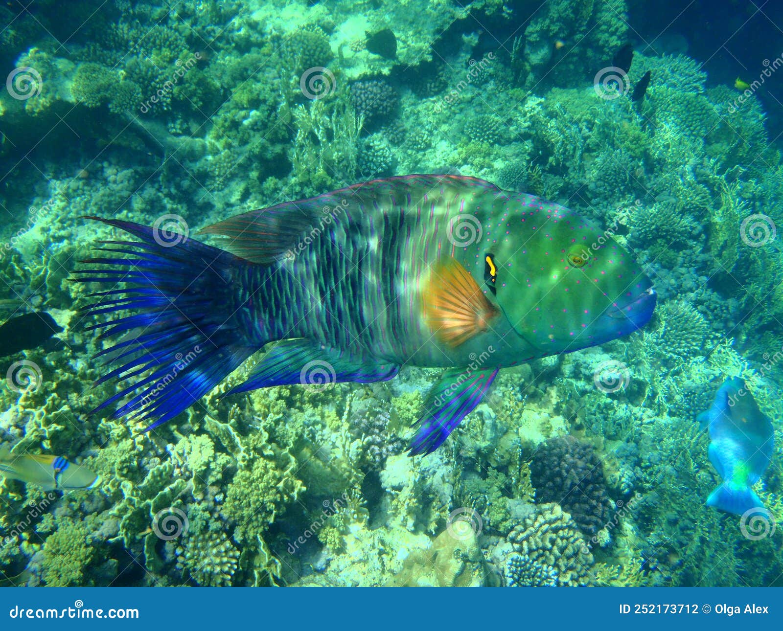 Wrasse Fish in Egypt, Cheilinus Lunulatus, Egypt Stock Photo - Image of ...