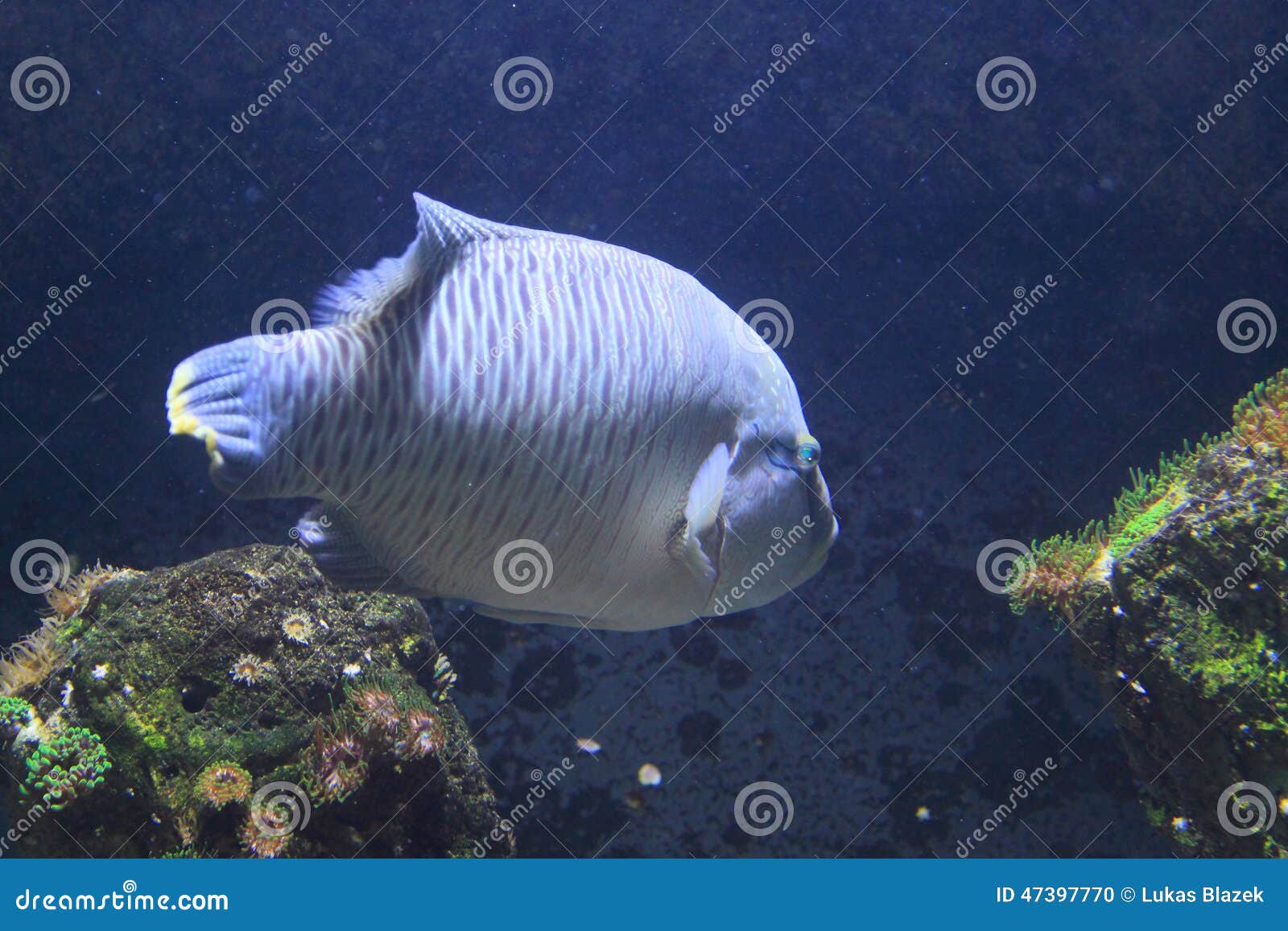 Wrasse Humphead стоковое фото. изображение насчитывающей возглавлено ...