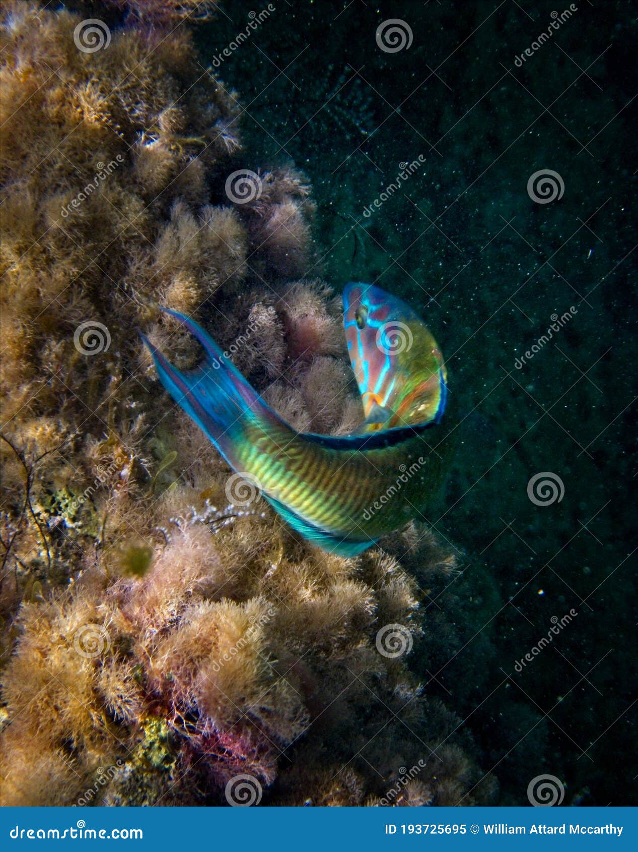 Wrasse stock image. Image of marine, malta, azure, mediterranean ...