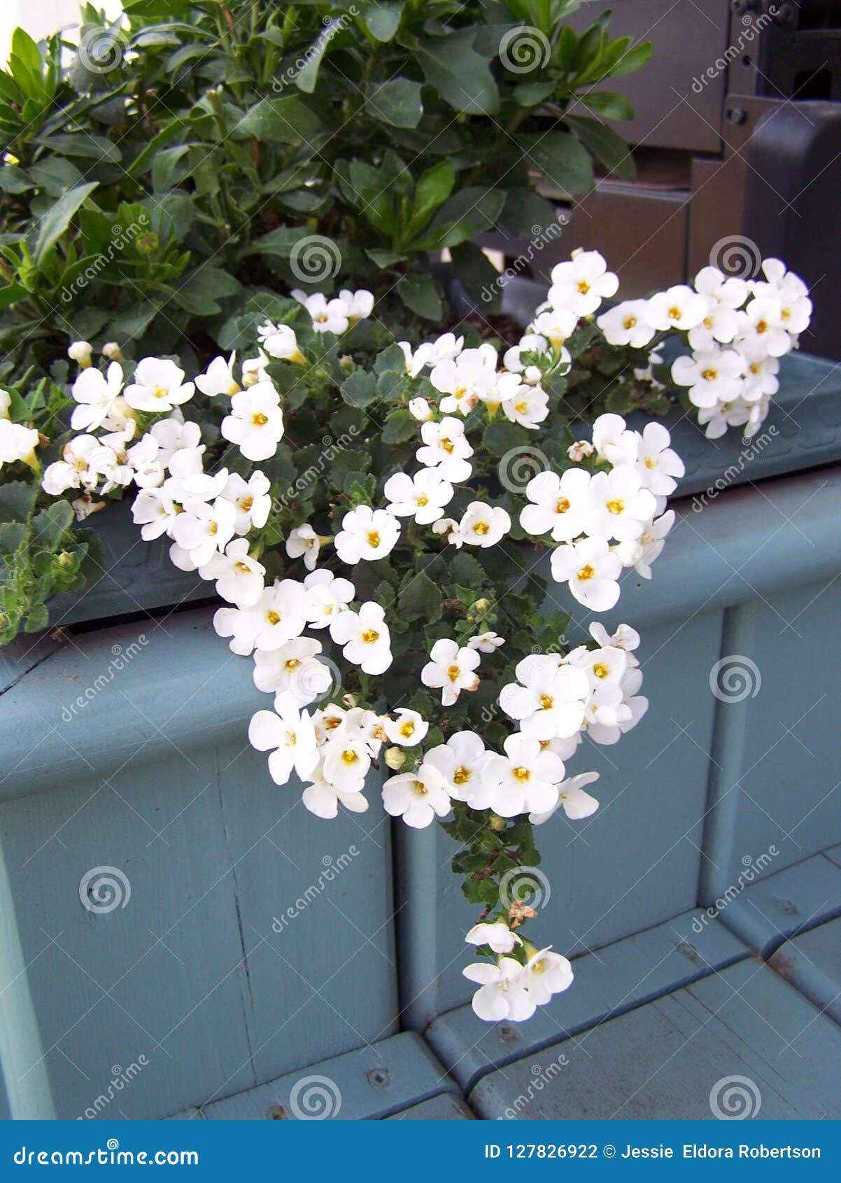 Wreath Shaped Trailing Bacopa Stock Photo - Image of florets, vertical ...