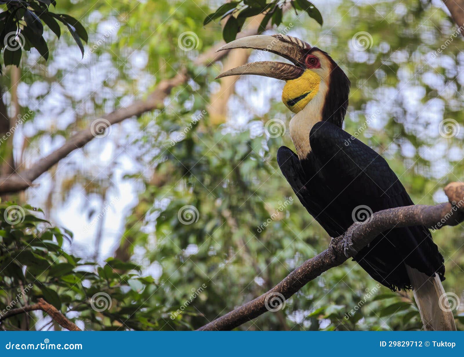 Wreathed Horn bill bird stock photo. Image of great, horn - 29829712