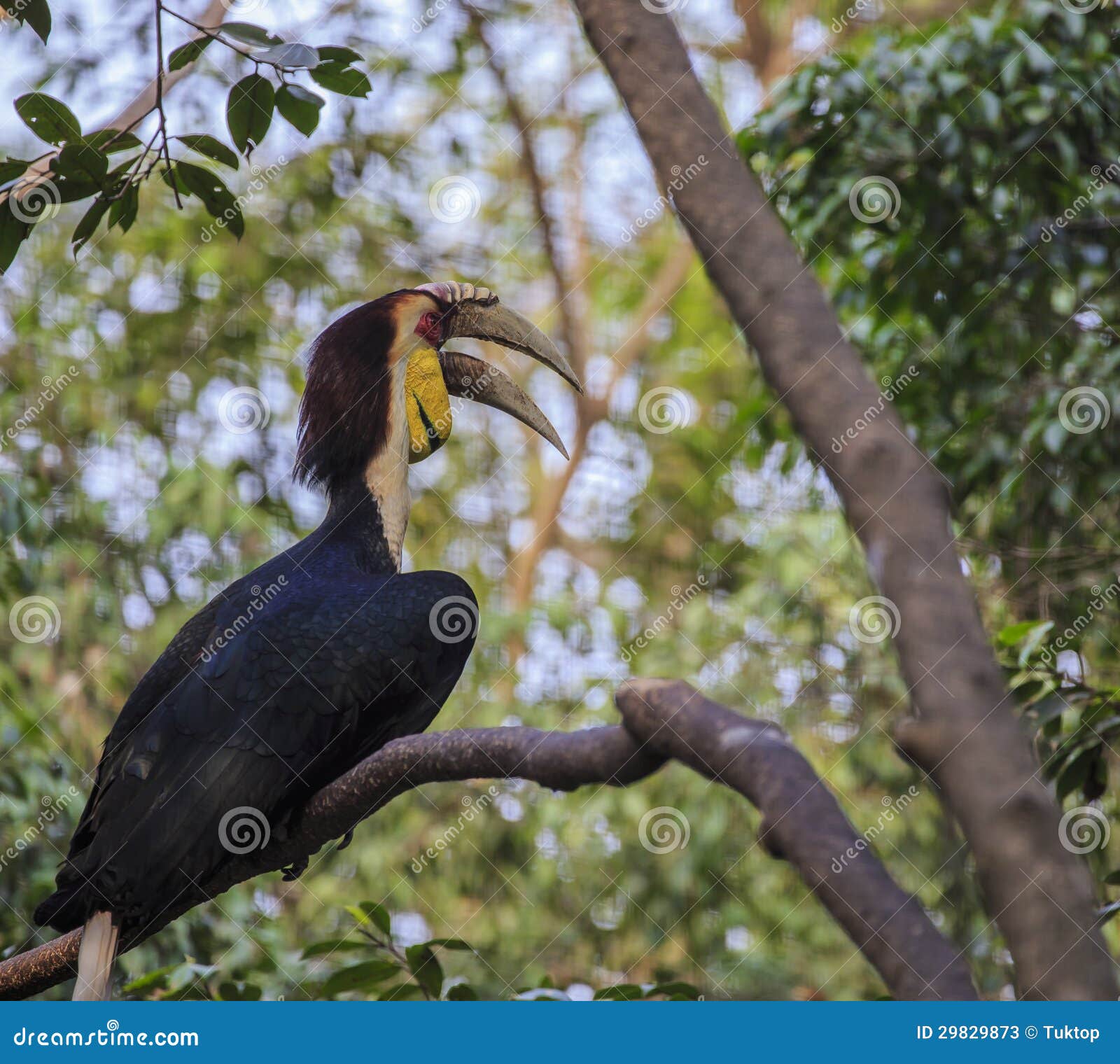 Wreathed Horn bill bird stock image. Image of largest - 29829873