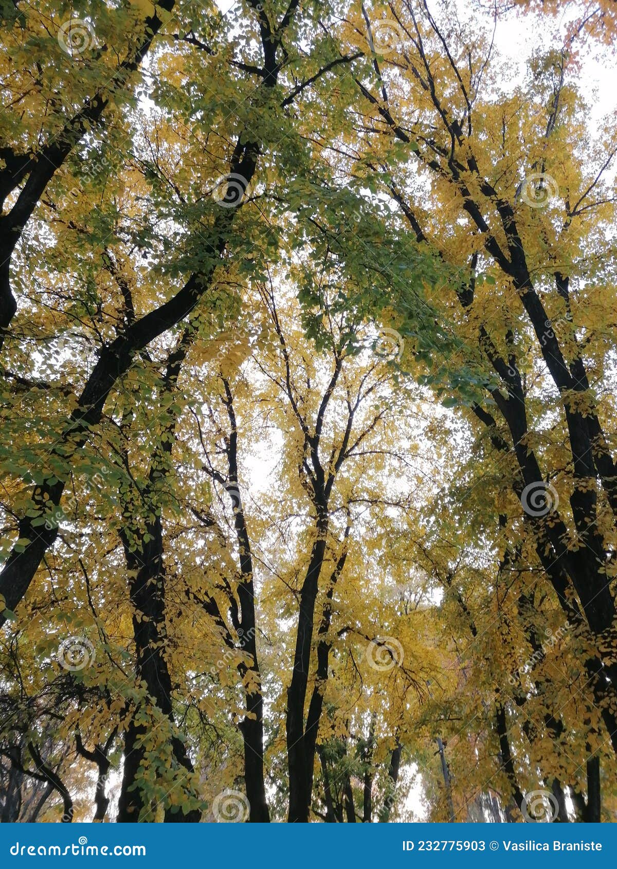 Wreaths of elongated trees stock image. Image of lives - 232775903