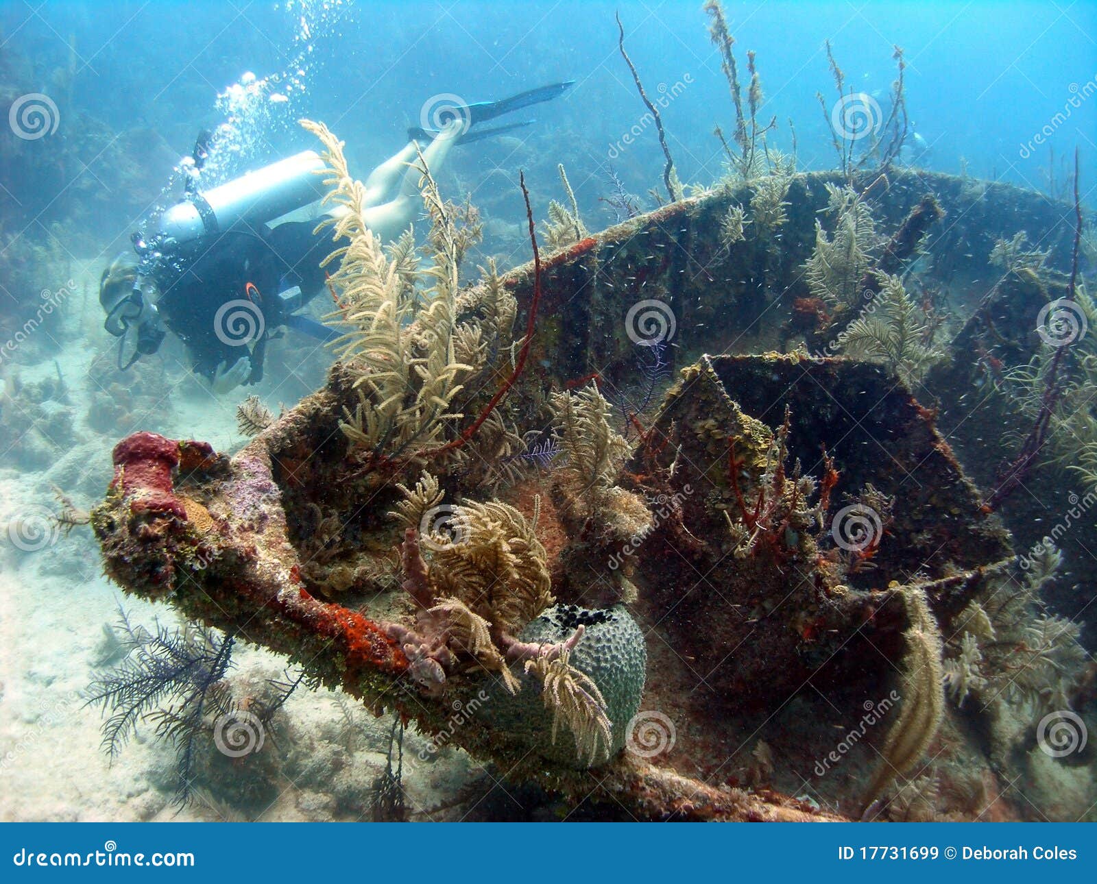 Sea Sponge Living Coral Reef Stock Photos by Megapixl