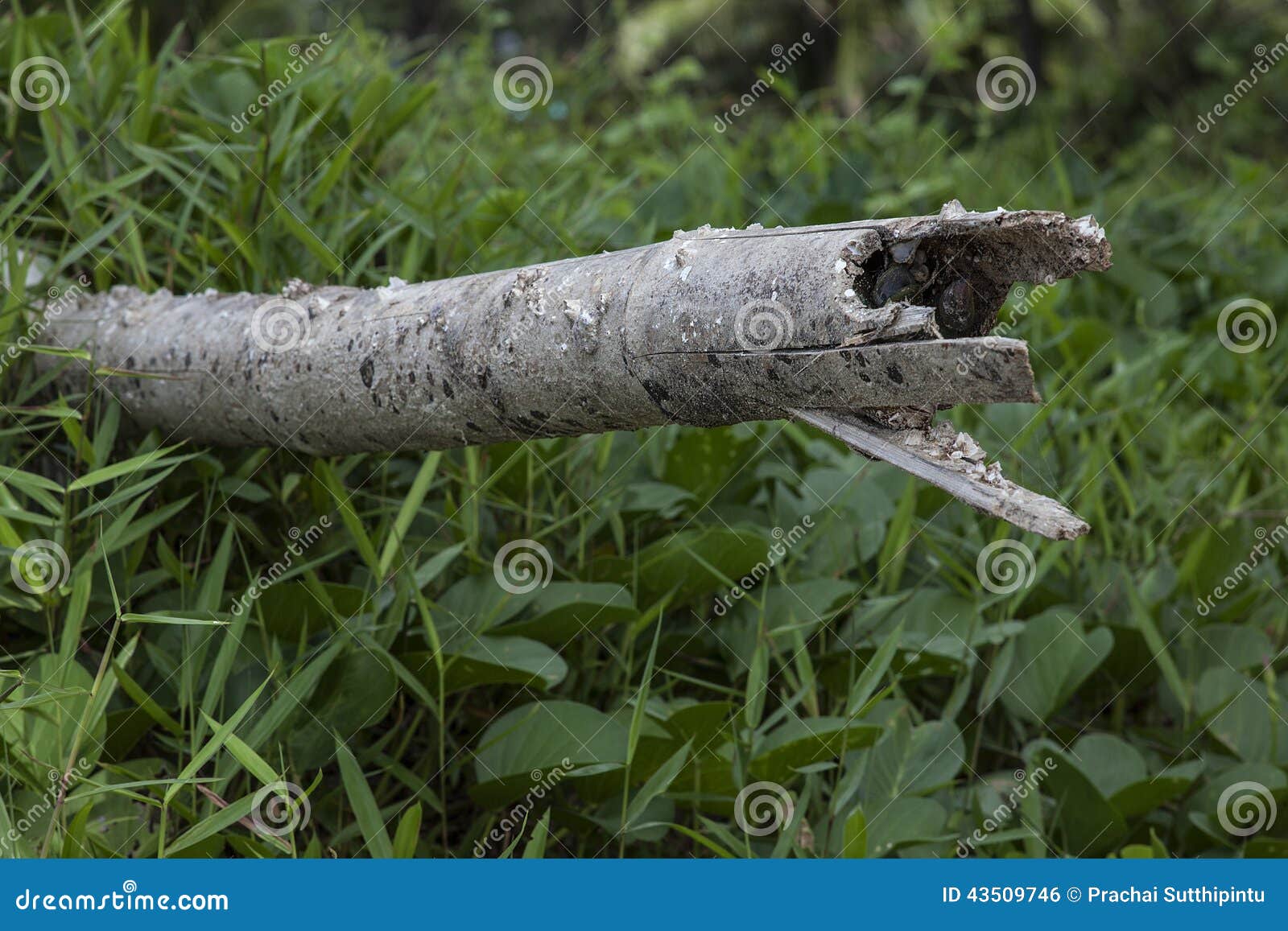 Wreck stock photo. Image of outside, branch, lifeless - 43509746