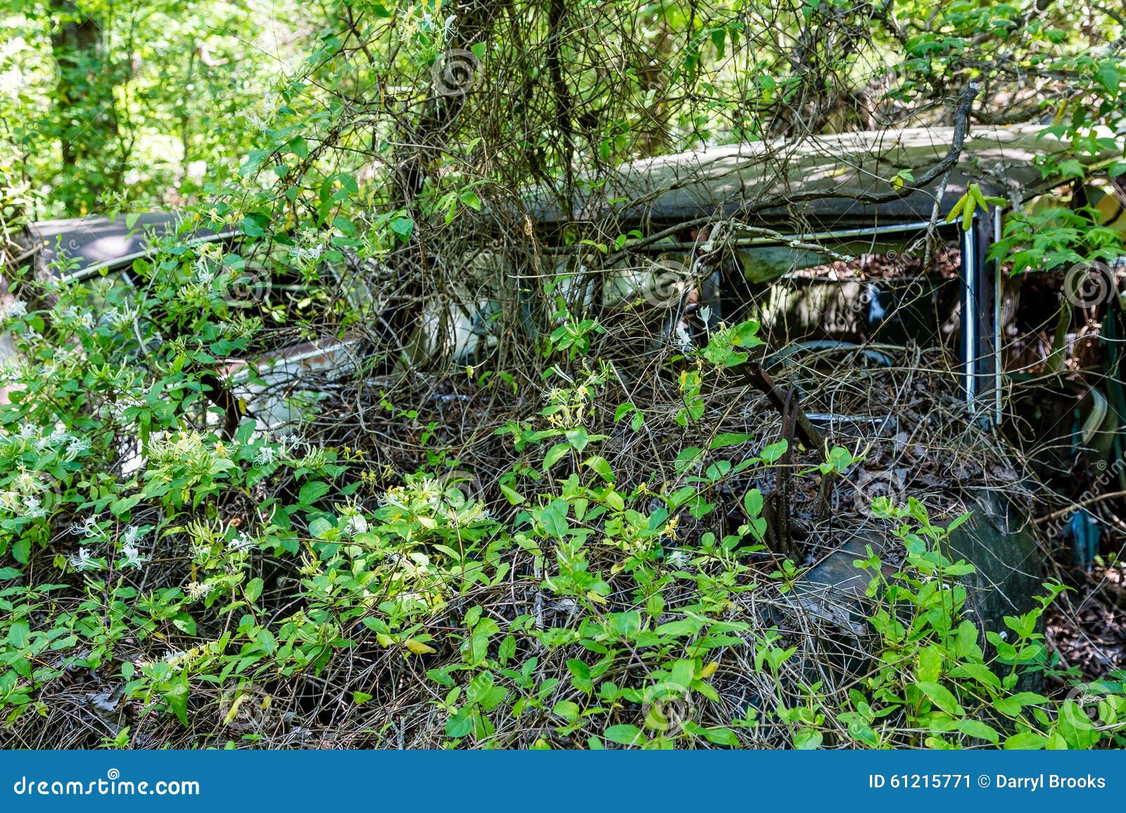 Wrecked Car Covered in Vines Stock Image - Image of wreck, rusting ...