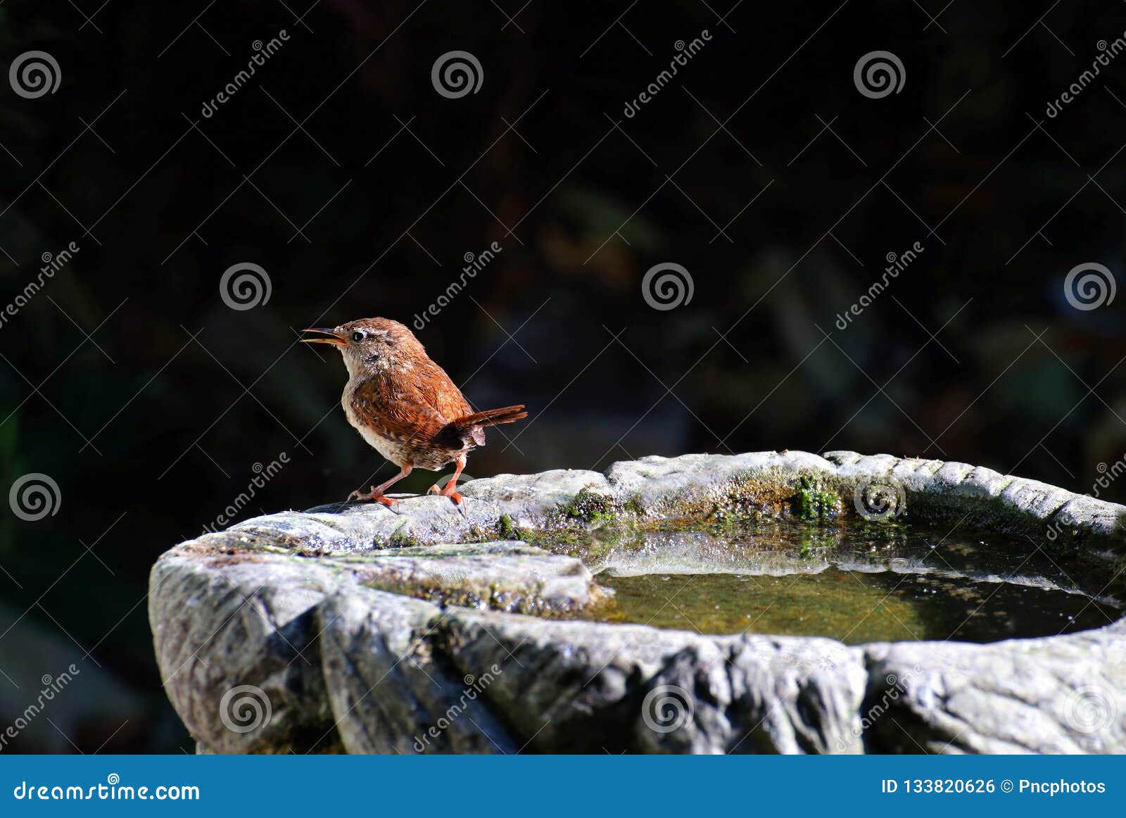 Wren on a bird bath stock photo. Image of teathers, dainty - 133820626
