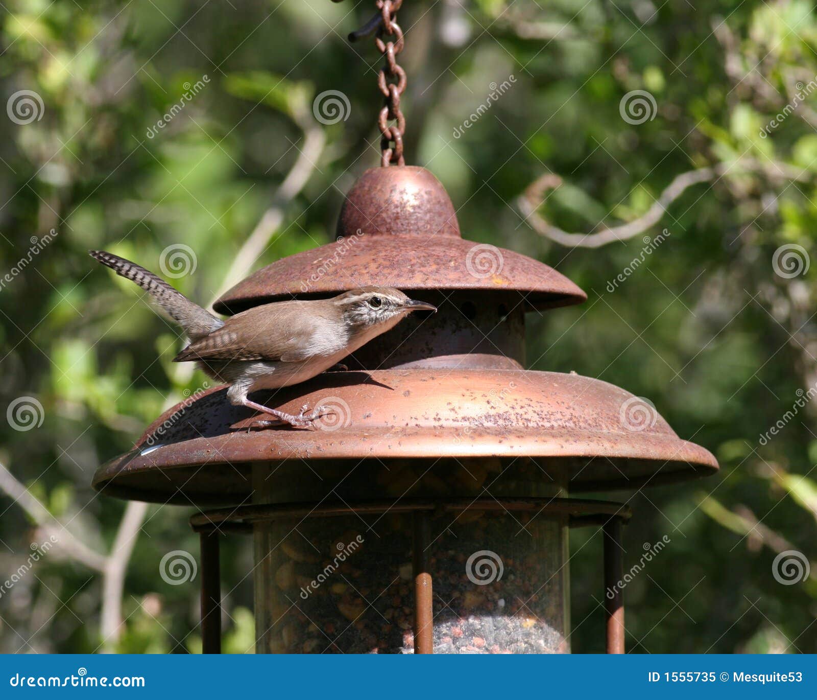 Wren on a bird feeder stock image. Image of feeder, wren - 1555735
