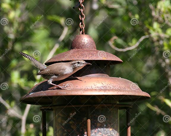 Wren on a bird feeder stock image. Image of feeder, wren - 1555735