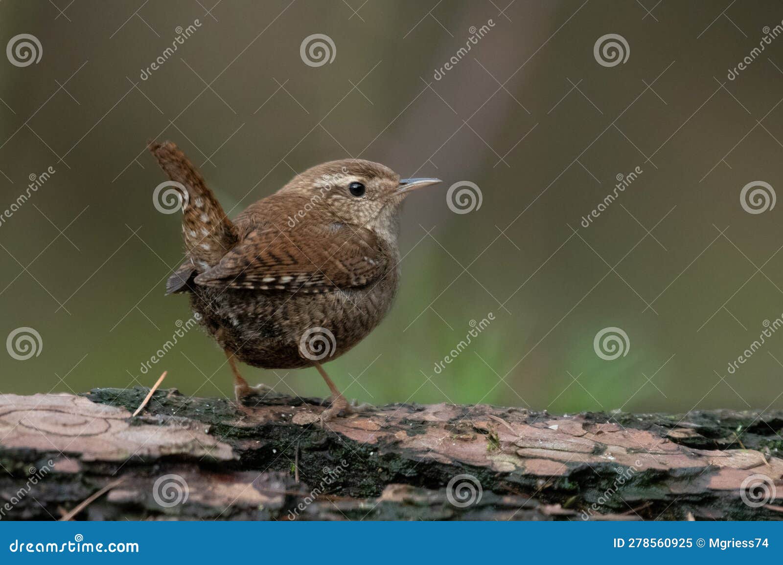 A Wren on a branch stock image. Image of wren, wing - 278560925