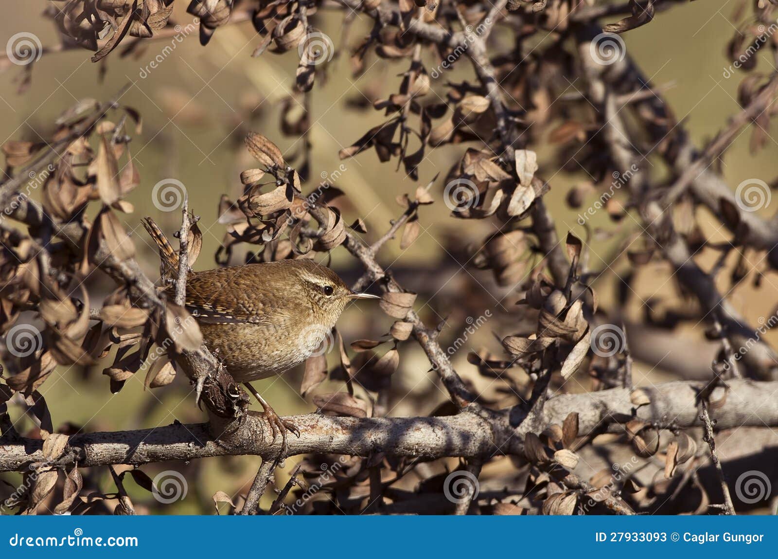 Wren among Bushes stock image. Image of wren, tree, bushes - 27933093