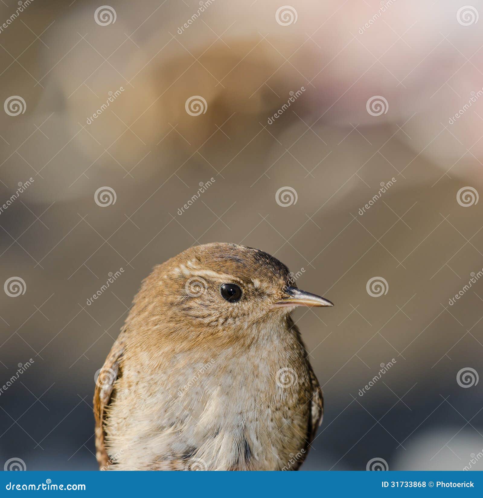 Wren stock photo. Image of bird, species, light, habitat - 31733868