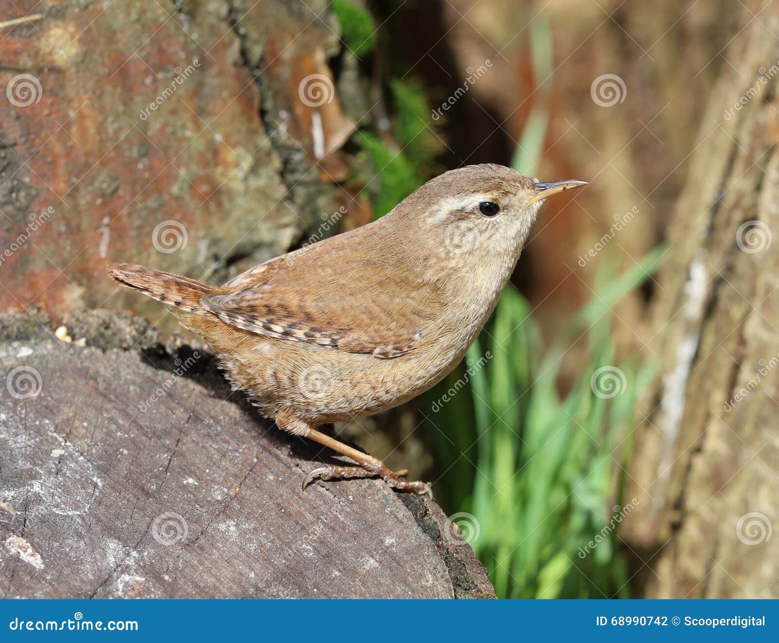 Wren stock photo. Image of wild, small, wings, tree, wren - 68990742