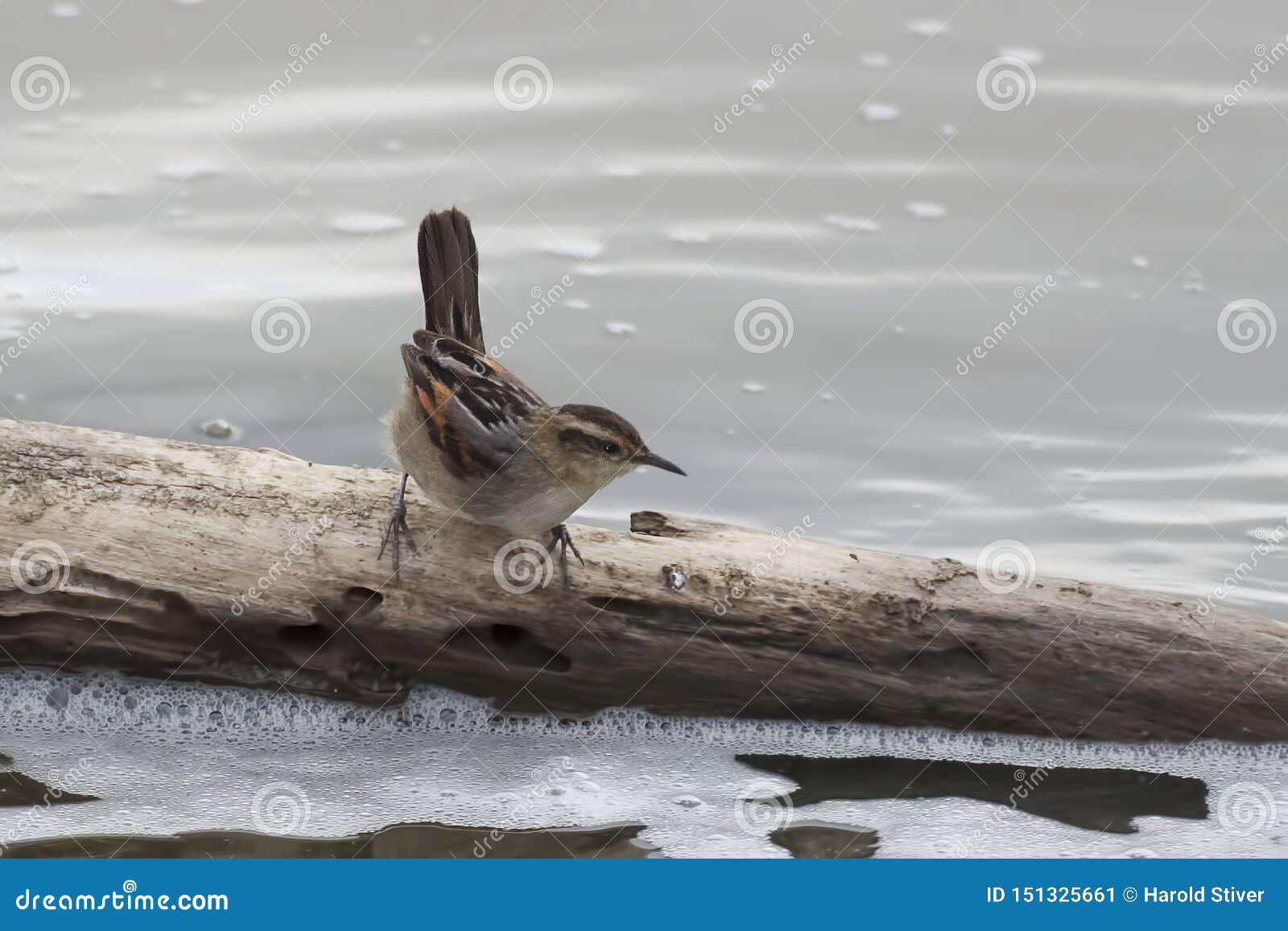 Wren-como Rushbird, Melanops De Phleocryptes, En Registro Imagen de ...