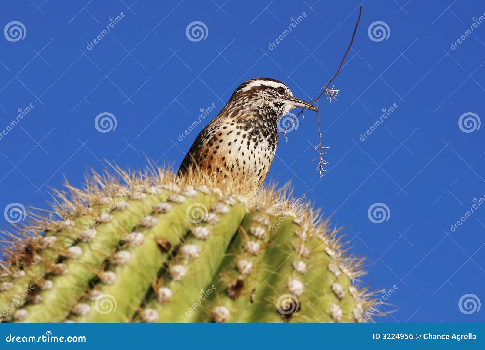 Wren Di Cactus Con Il Ramoscello Fotografia Stock - Immagine di spine ...